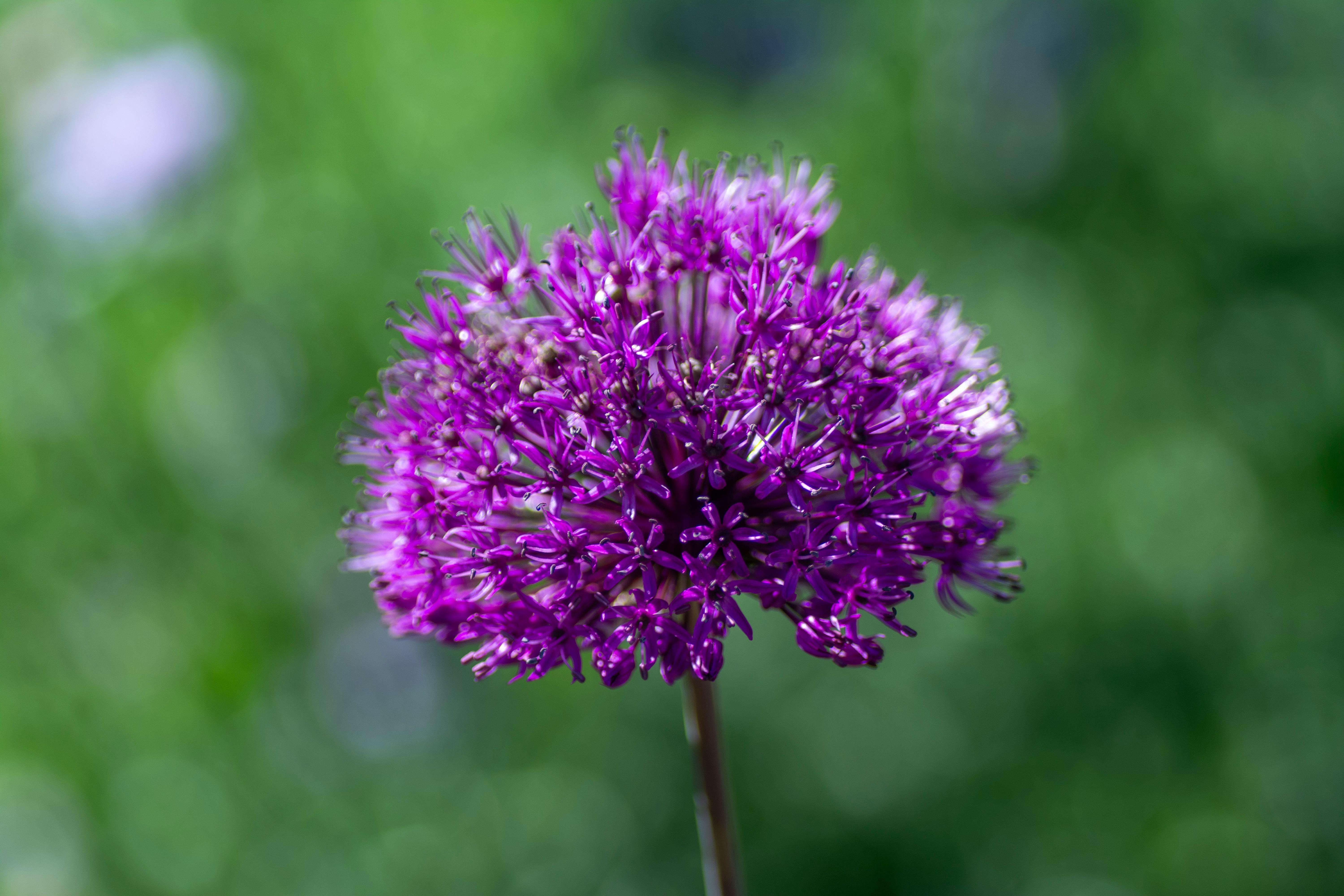 Vibrant Purple Allium Flower in Bloom Close-Up · Free Stock Photo