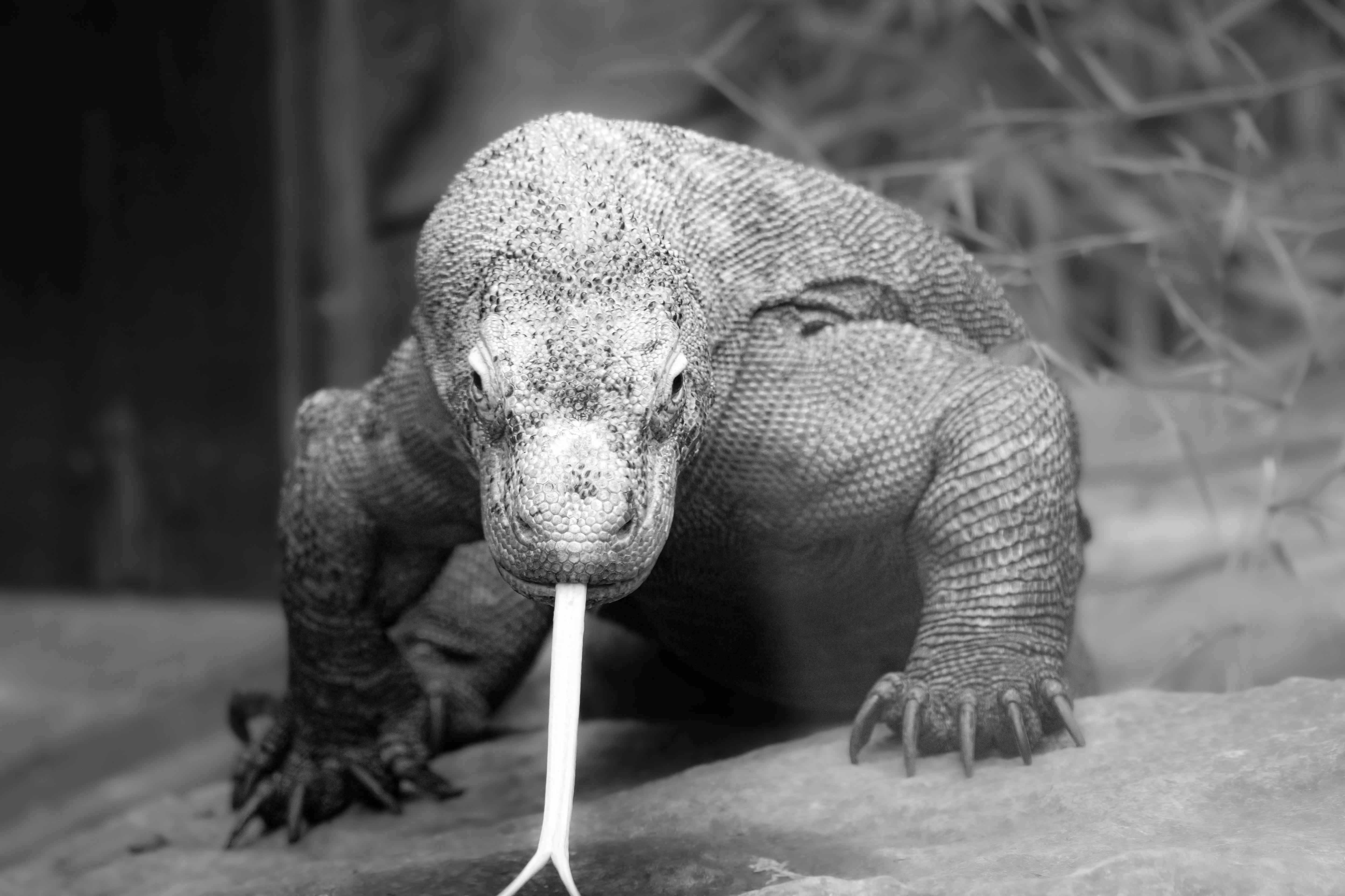 Komodo Hitam Putih Close Up · Foto Stok Gratis