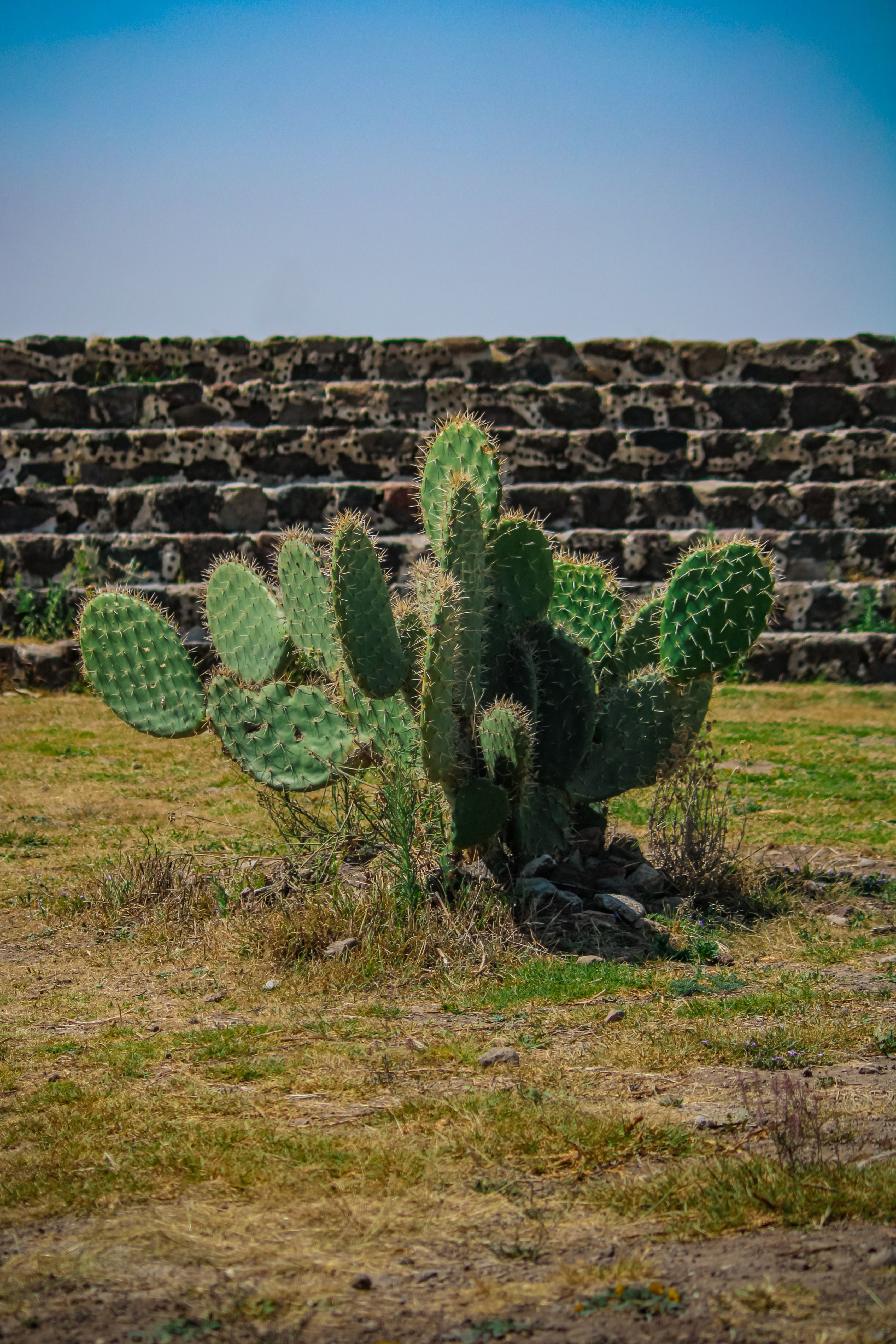 Cactus at Teotihuacán Archaeological Site · Free Stock Photo
