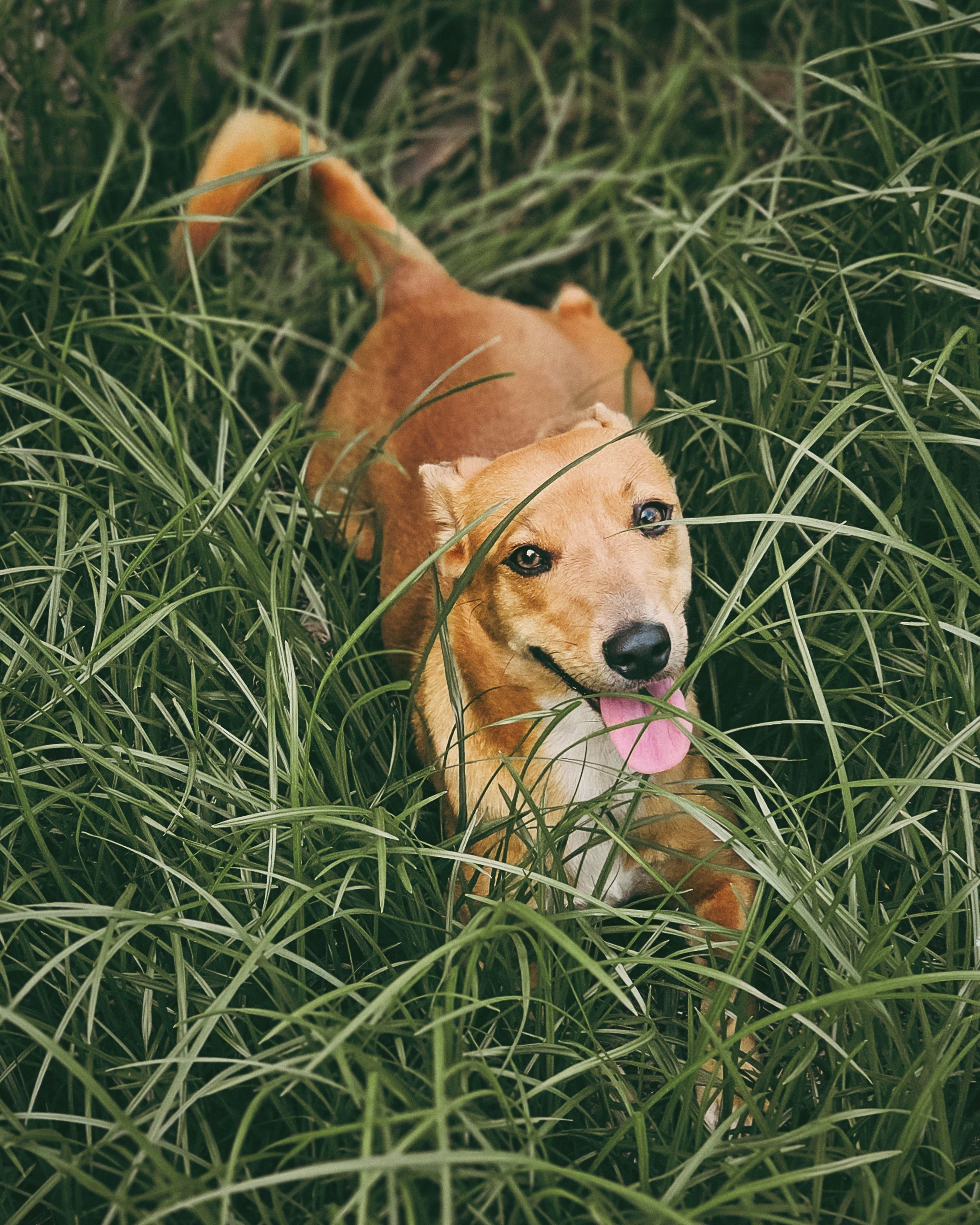 Happy Dog Playing in Tall Grass Outdoors · Free Stock Photo