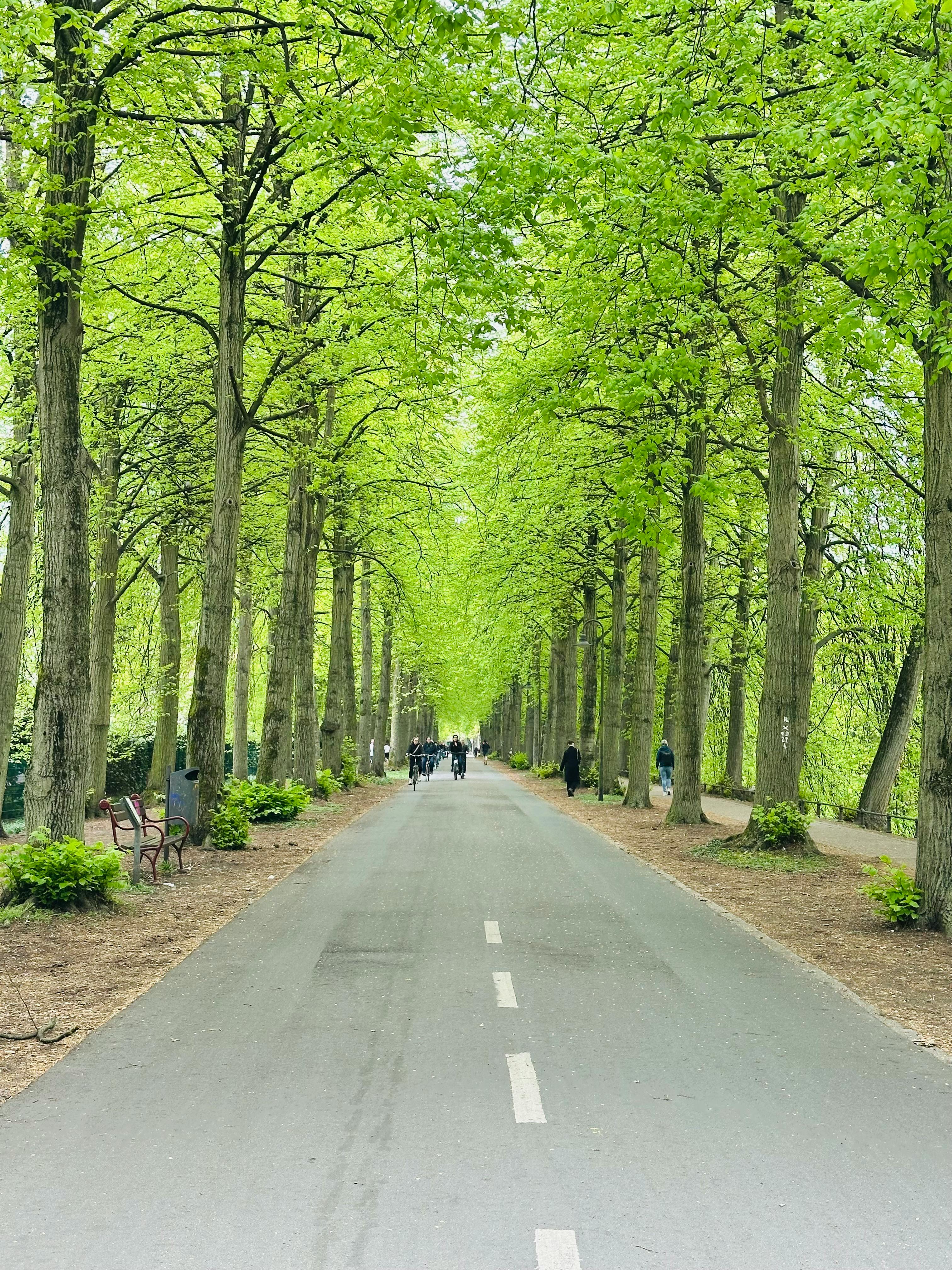 Tree-Lined Pathway in a Vibrant Green Park · Free Stock Photo