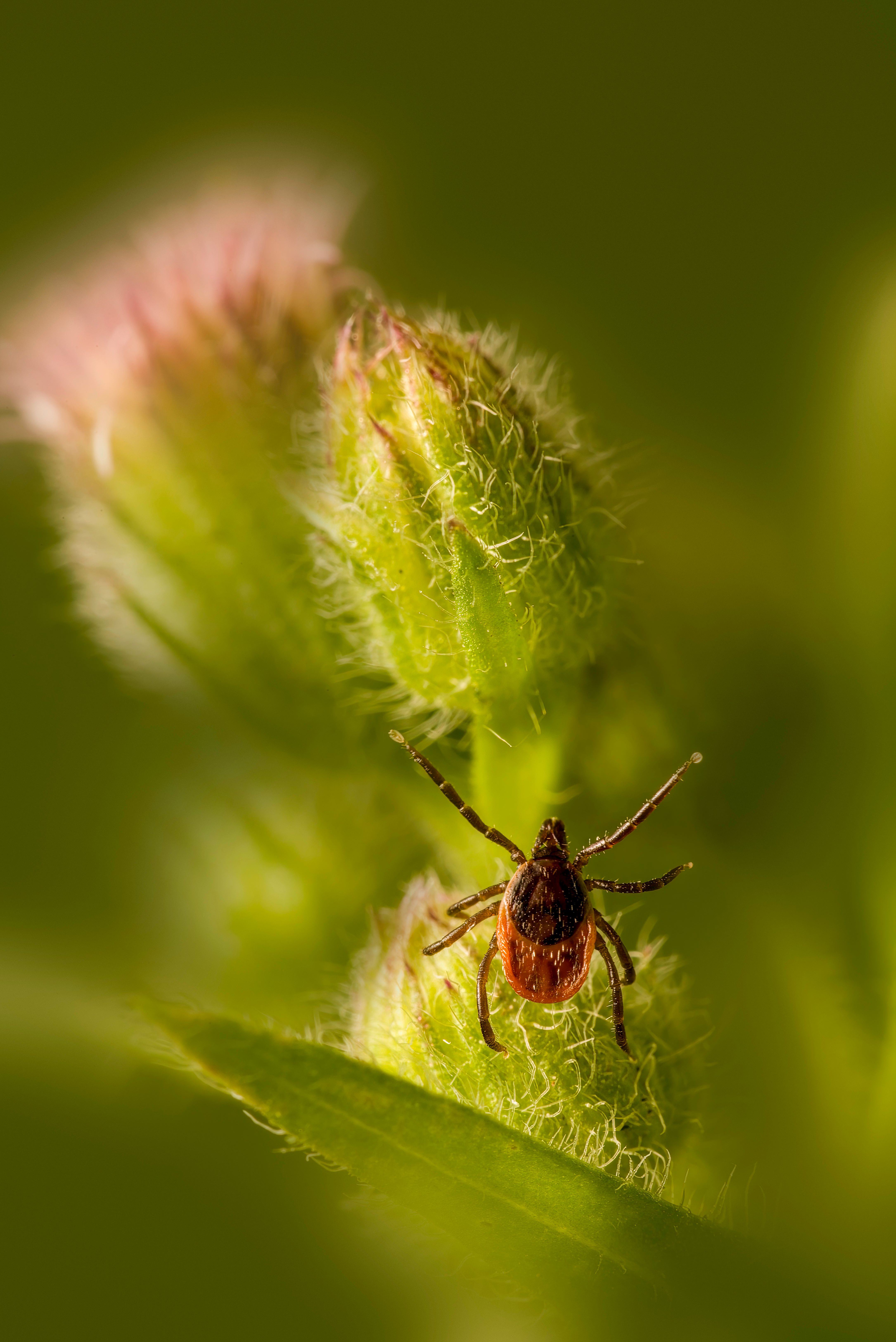 Macro Shot of Tick on Leaf with Green Background · Free Stock Photo