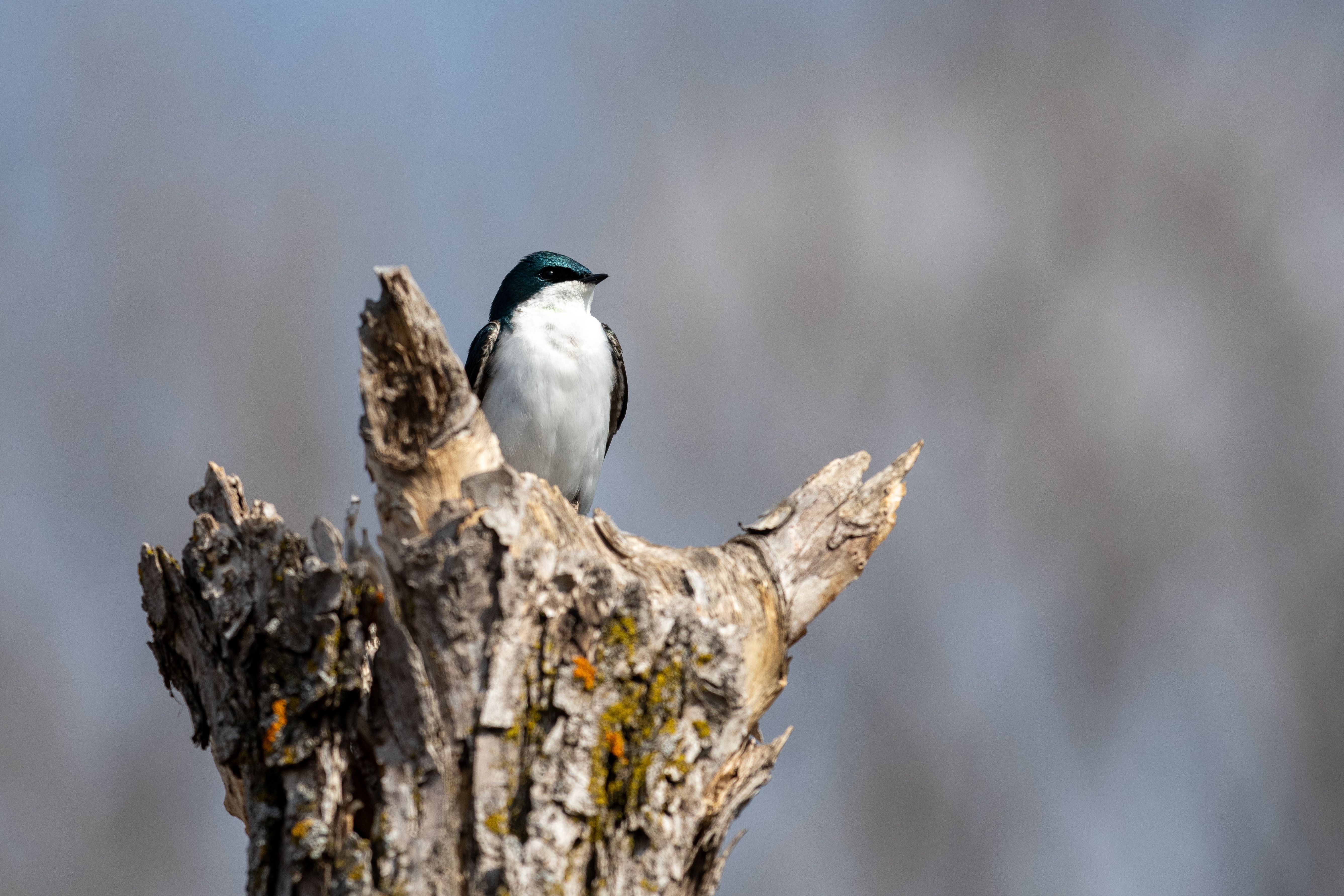 Vivid Tree Swallow Perched on Tree Stump · Free Stock Photo