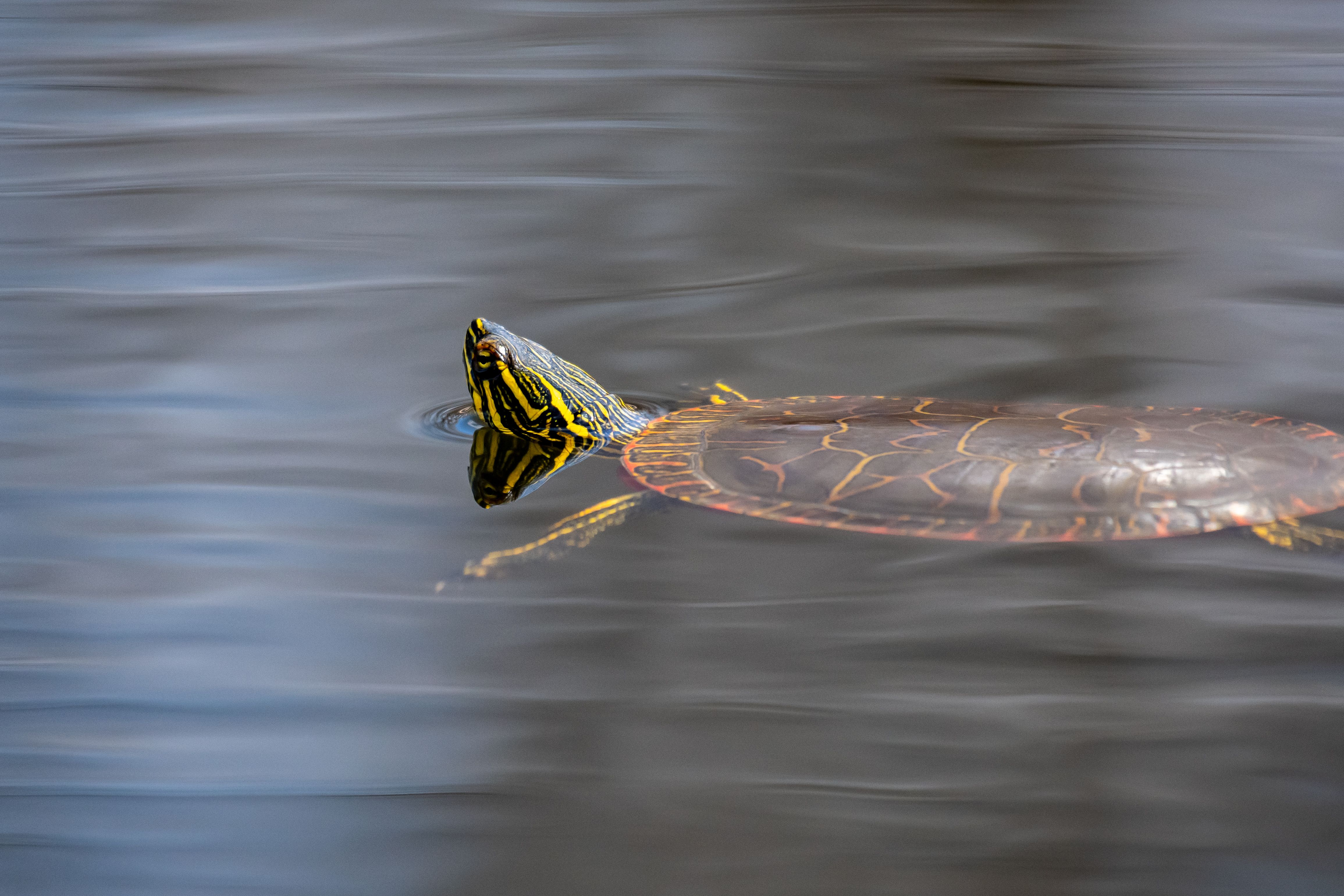 Painted Turtle Swimming in Peaceful Waters · Free Stock Photo
