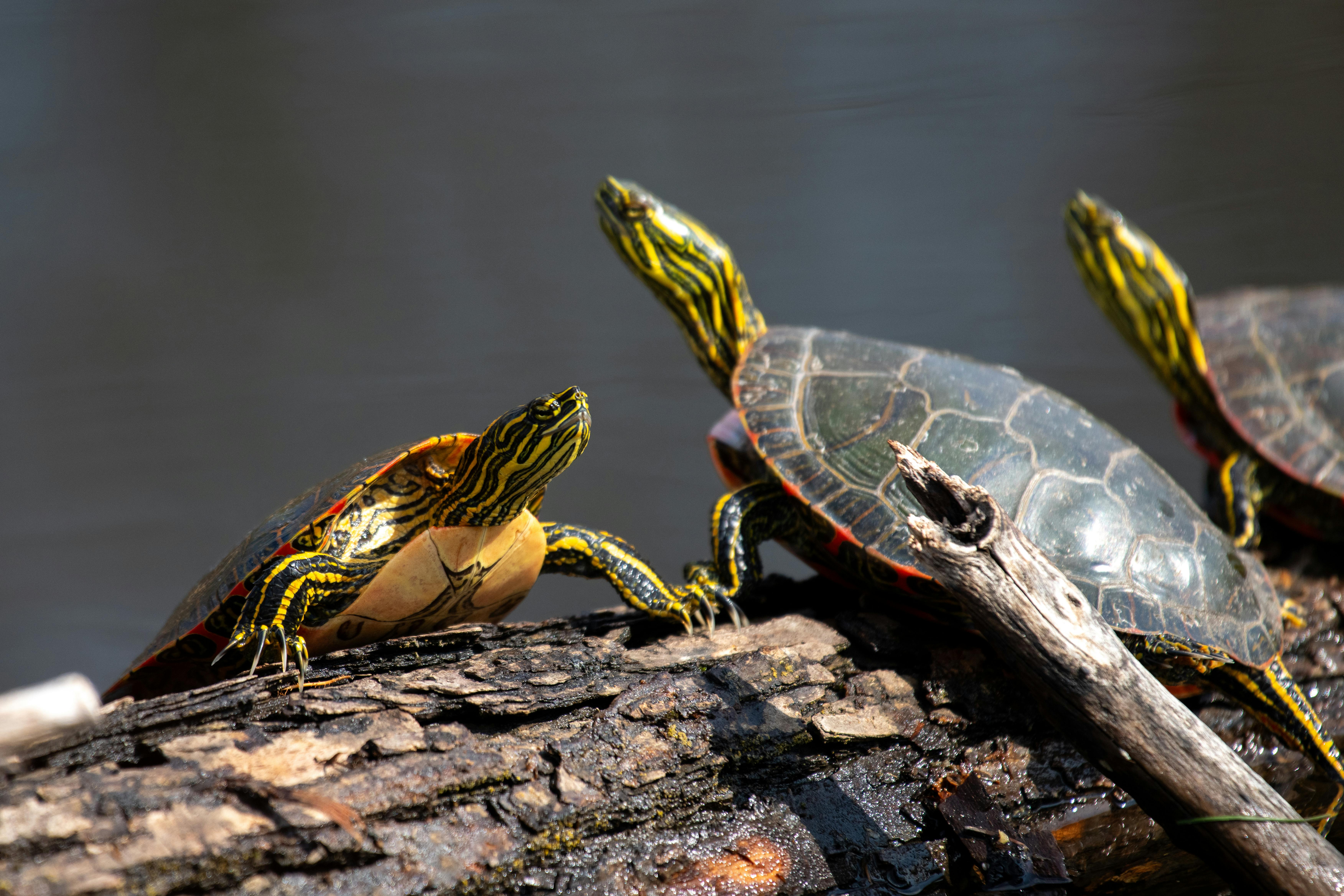 Tabel Log Photos, Download The BEST Free Tabel Log Stock Photos & HD Images
