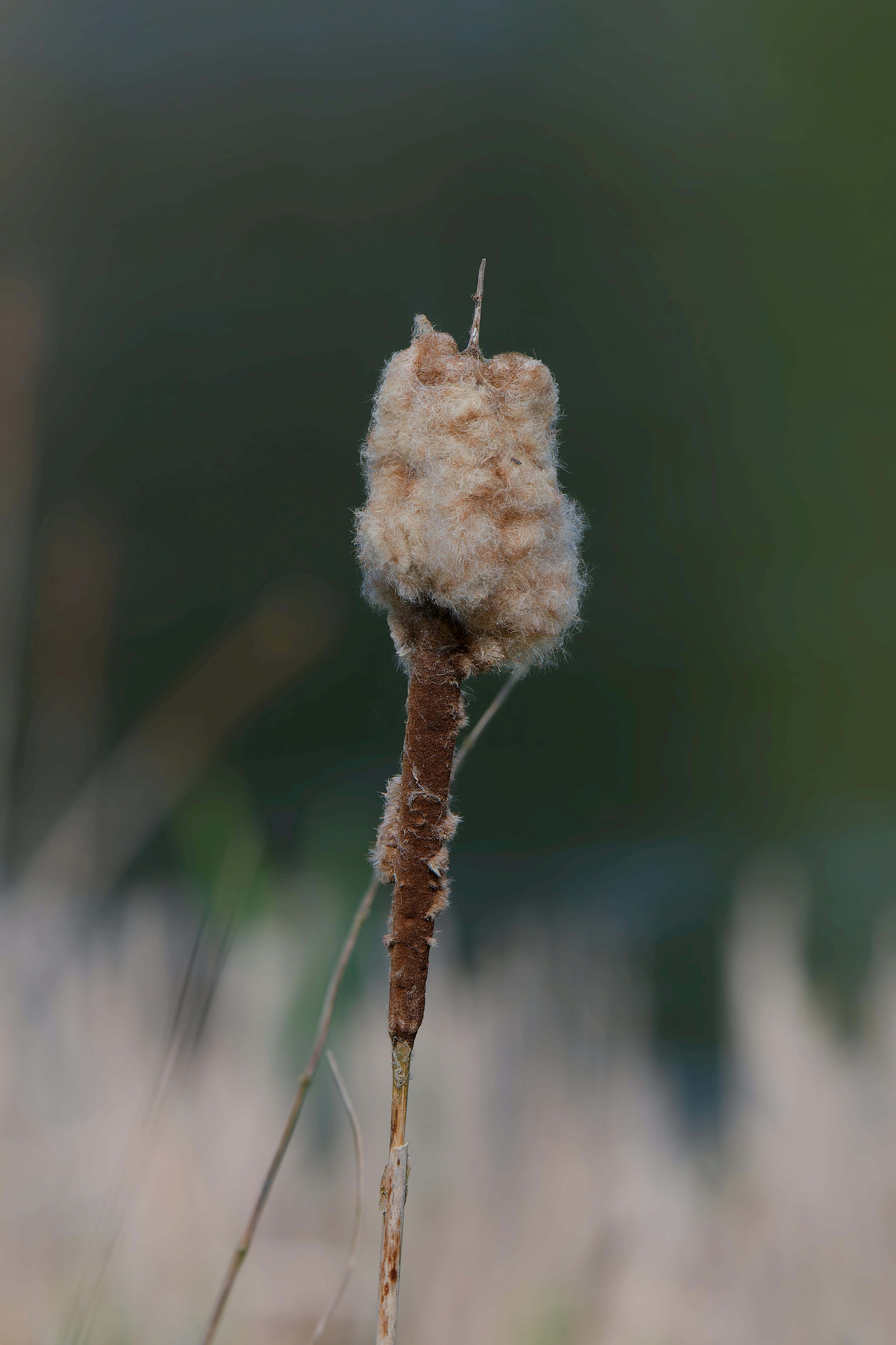 Close-up of Fluffy Cattail in Natural Habitat · Free Stock Photo