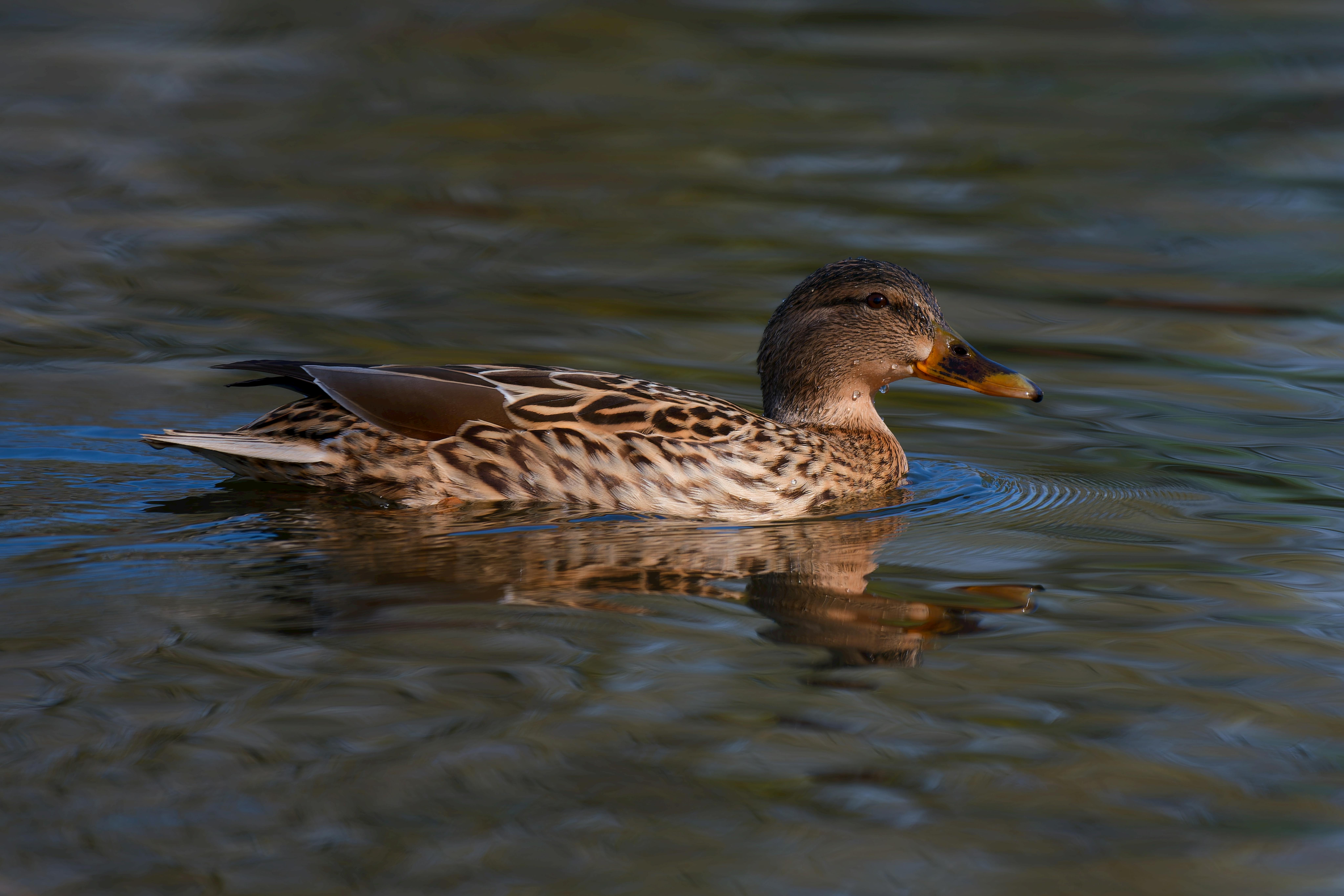 Mallard Duck Gliding Peacefully on a Lake · Free Stock Photo