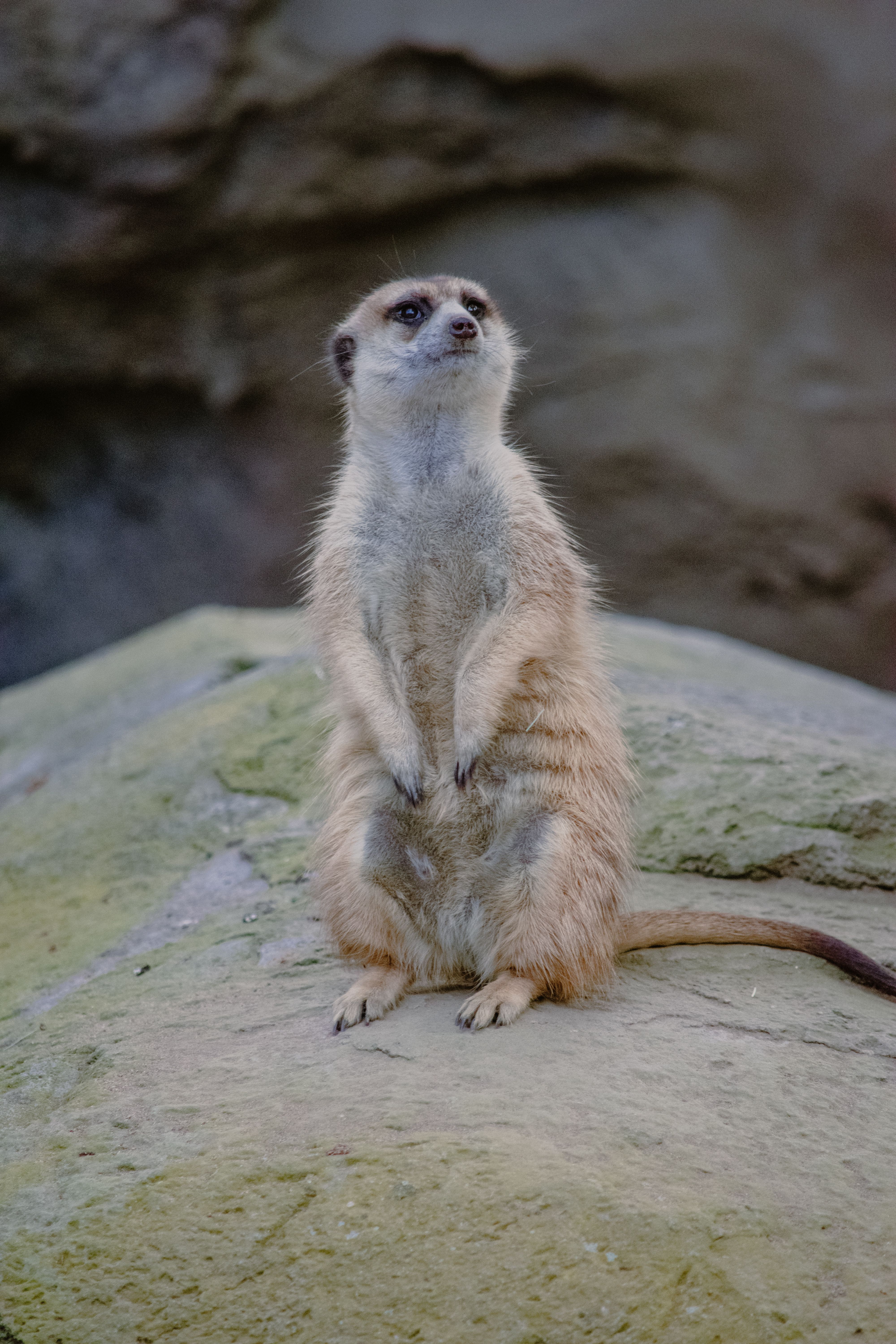Una Suricata Cautivadora Observa En El Zoológico De San Diego · Foto de ...