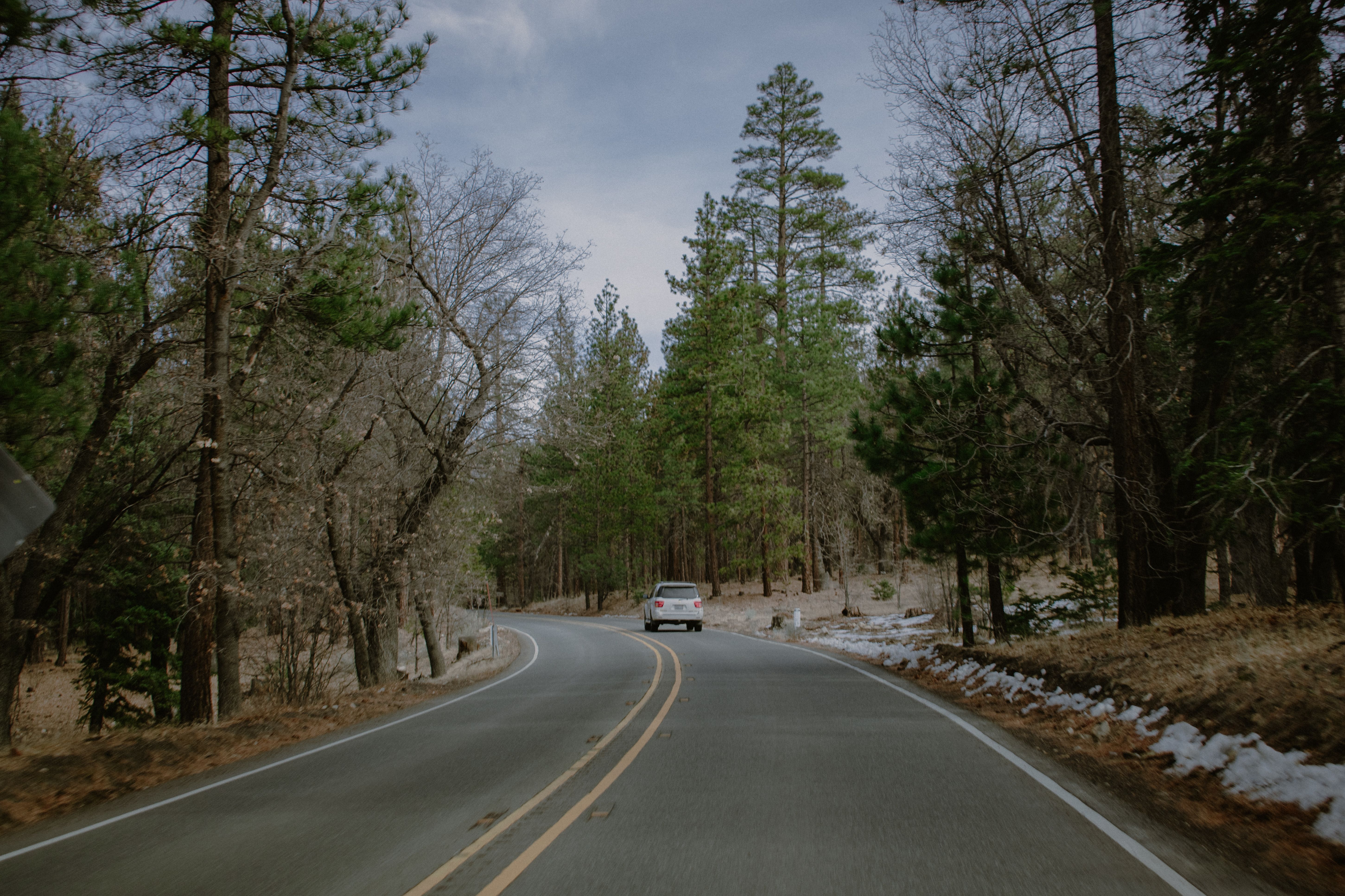 Scenic Drive Through Pine Forest in Autumn · Free Stock Photo