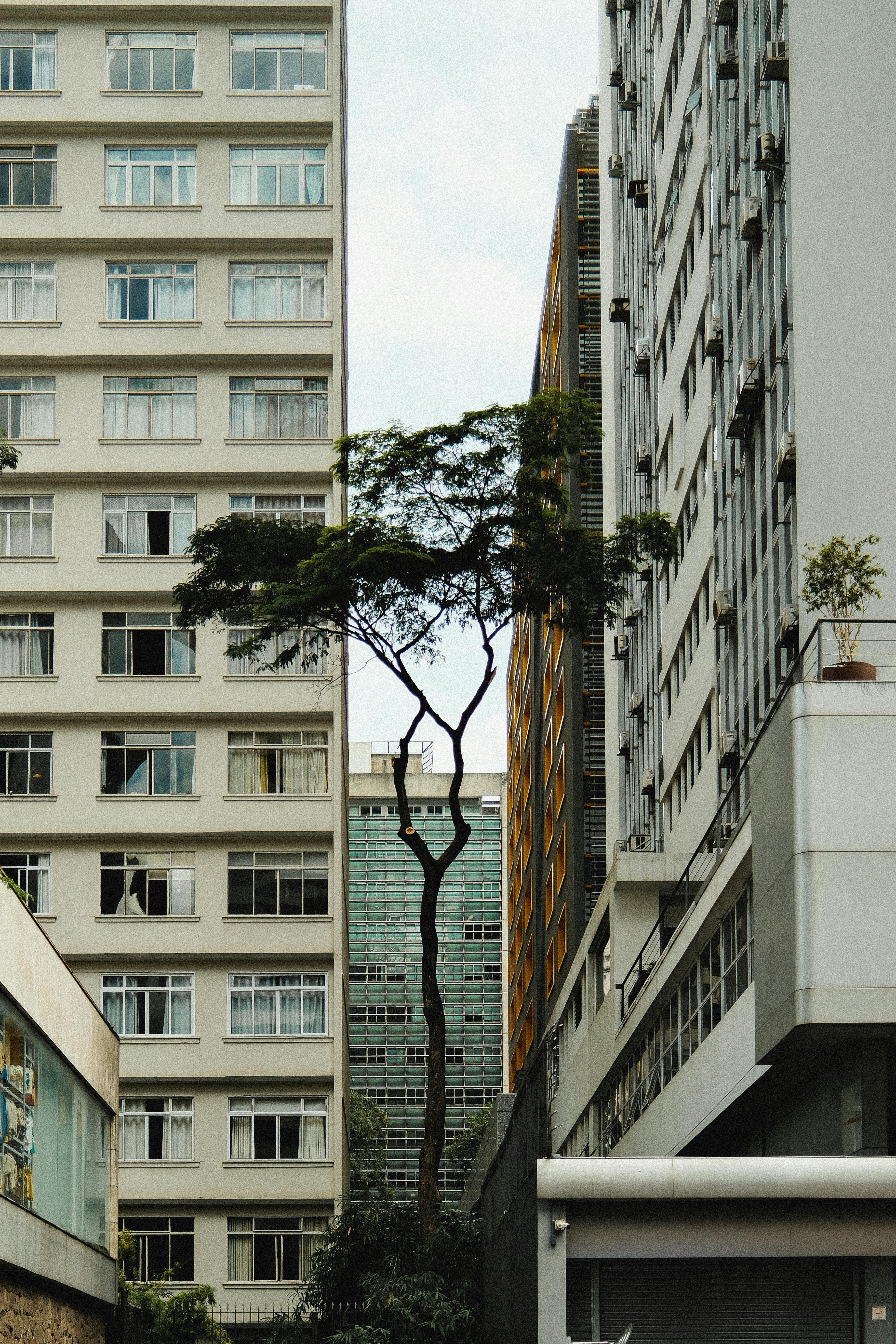 Tree Between Buildings Photos, Download The BEST Free Tree Between ...