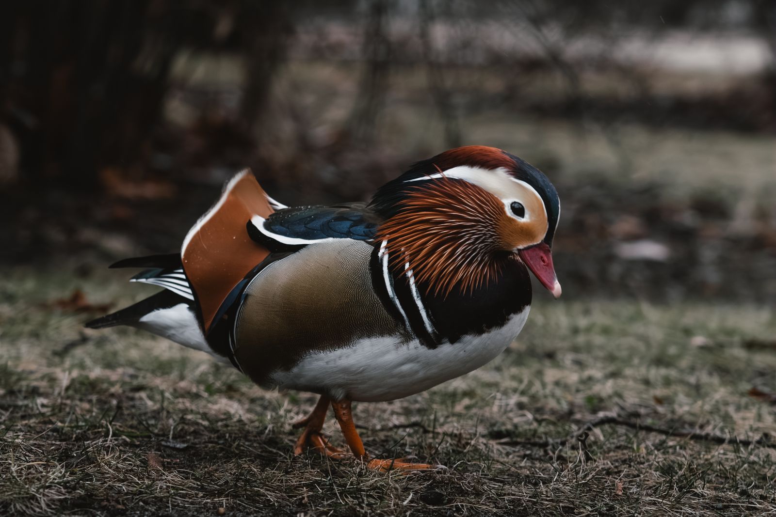 Duck Wallpaper For Desktop Photos, Download The BEST Free Duck ...