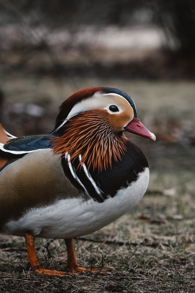 Duck Wallpaper Photos, Download The BEST Free Duck Wallpaper Stock ...