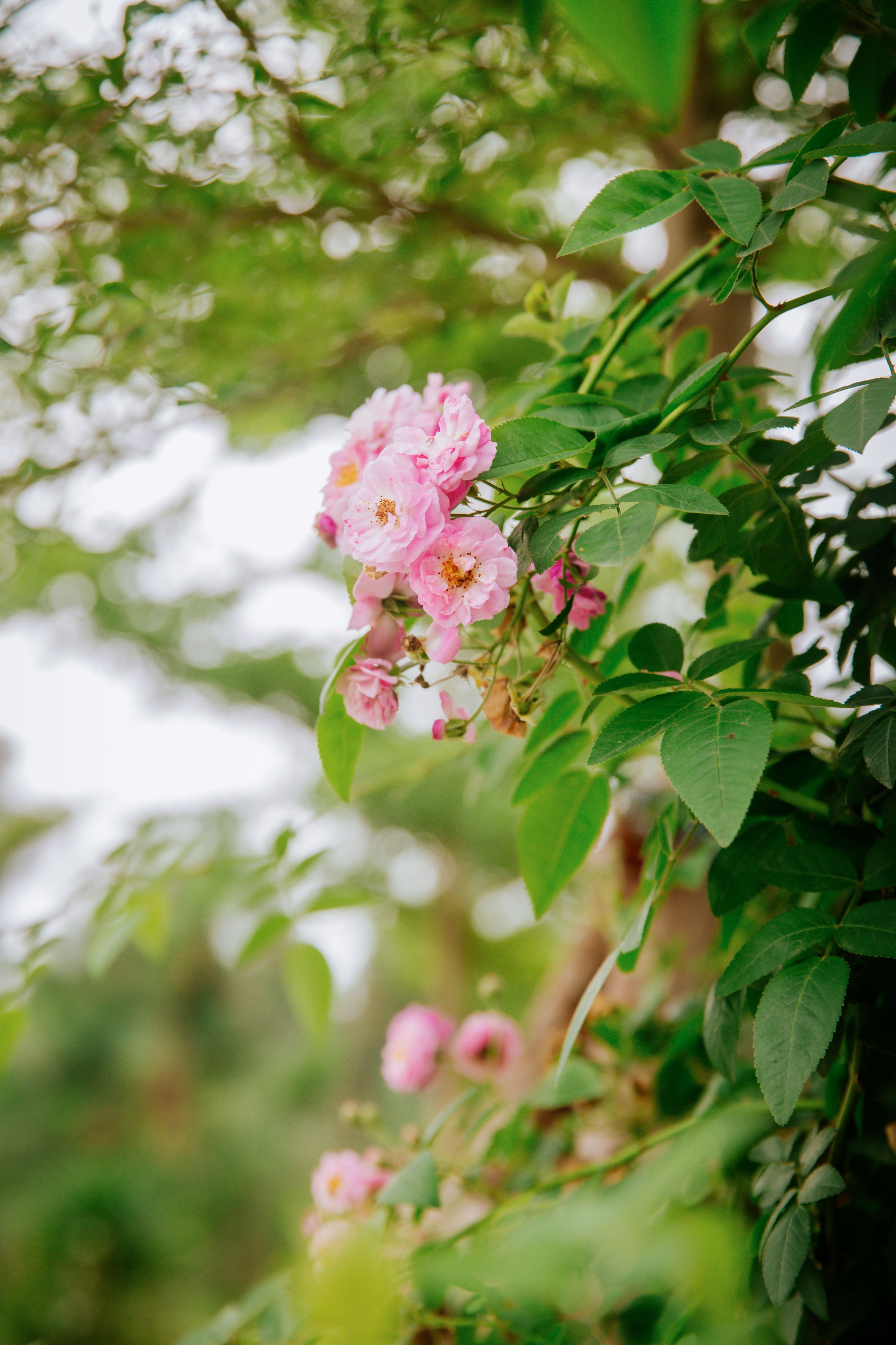 Delicate Pink Roses Blooming in Lush Garden · Free Stock Photo