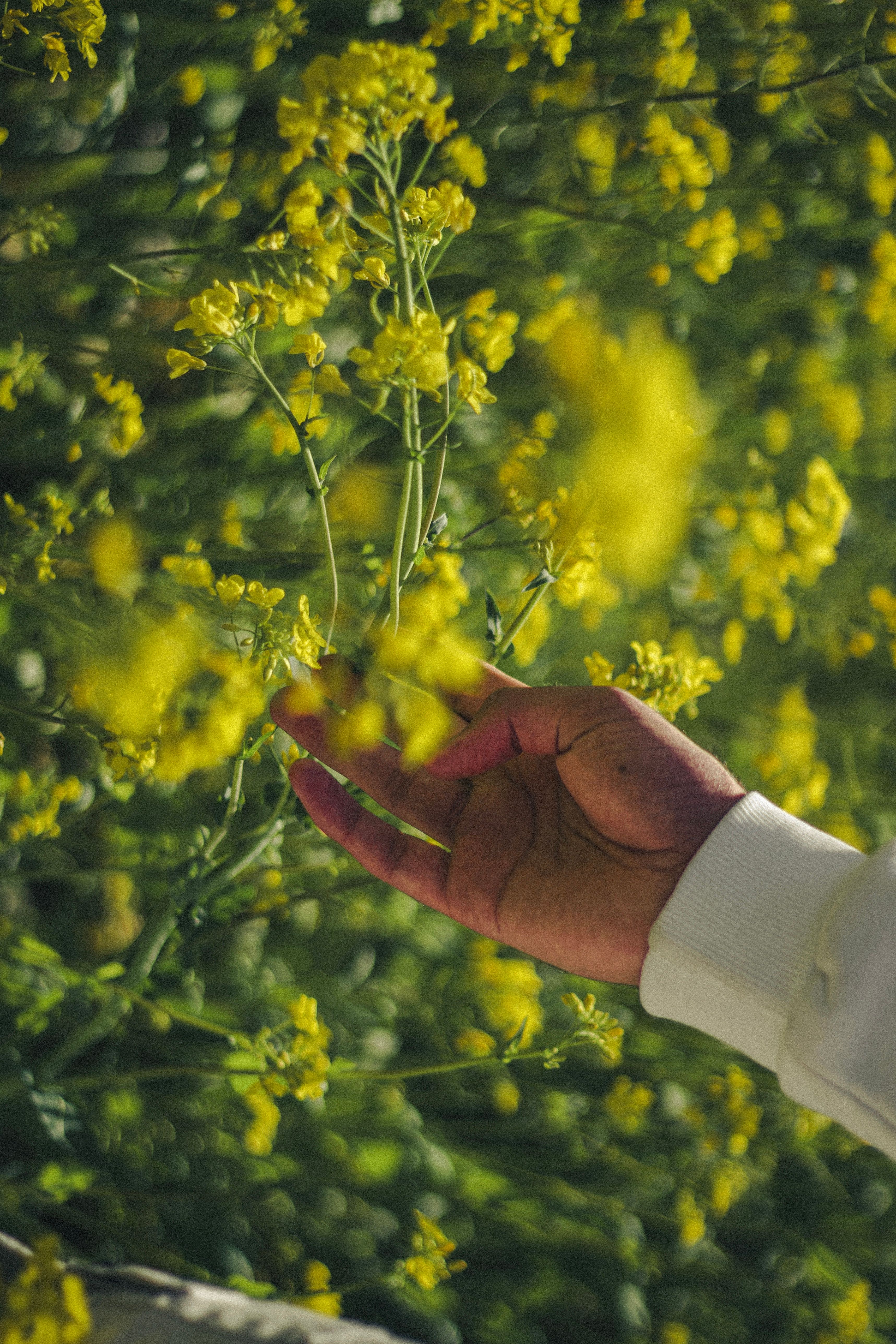 Hand Gently Touching Yellow Flowers in Spring · Free Stock Photo