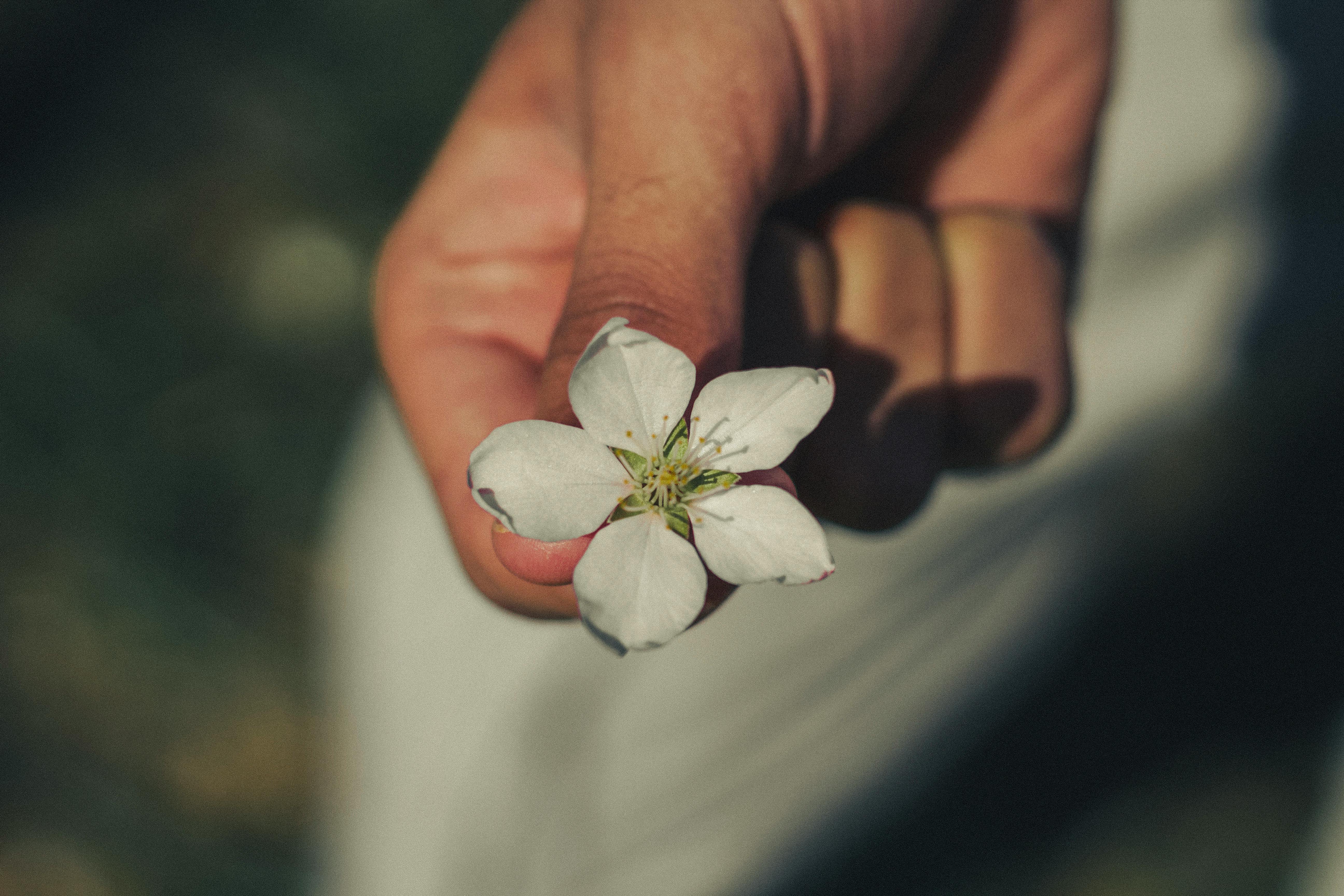Close-up of Hand Holding White Flower Blossom · Free Stock Photo