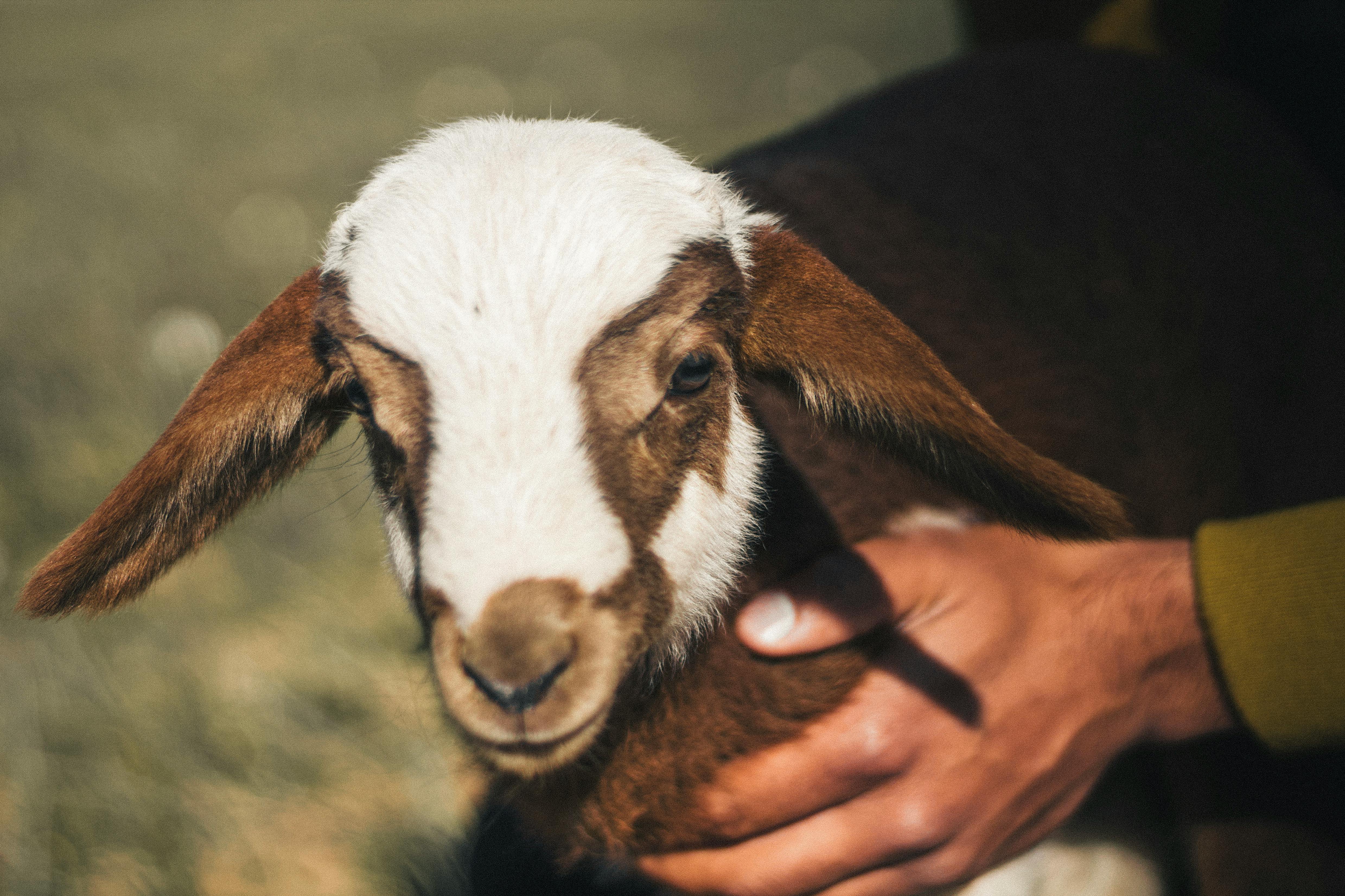 Portrait of a Goat Held Gently in Hands Outdoors · Free Stock Photo