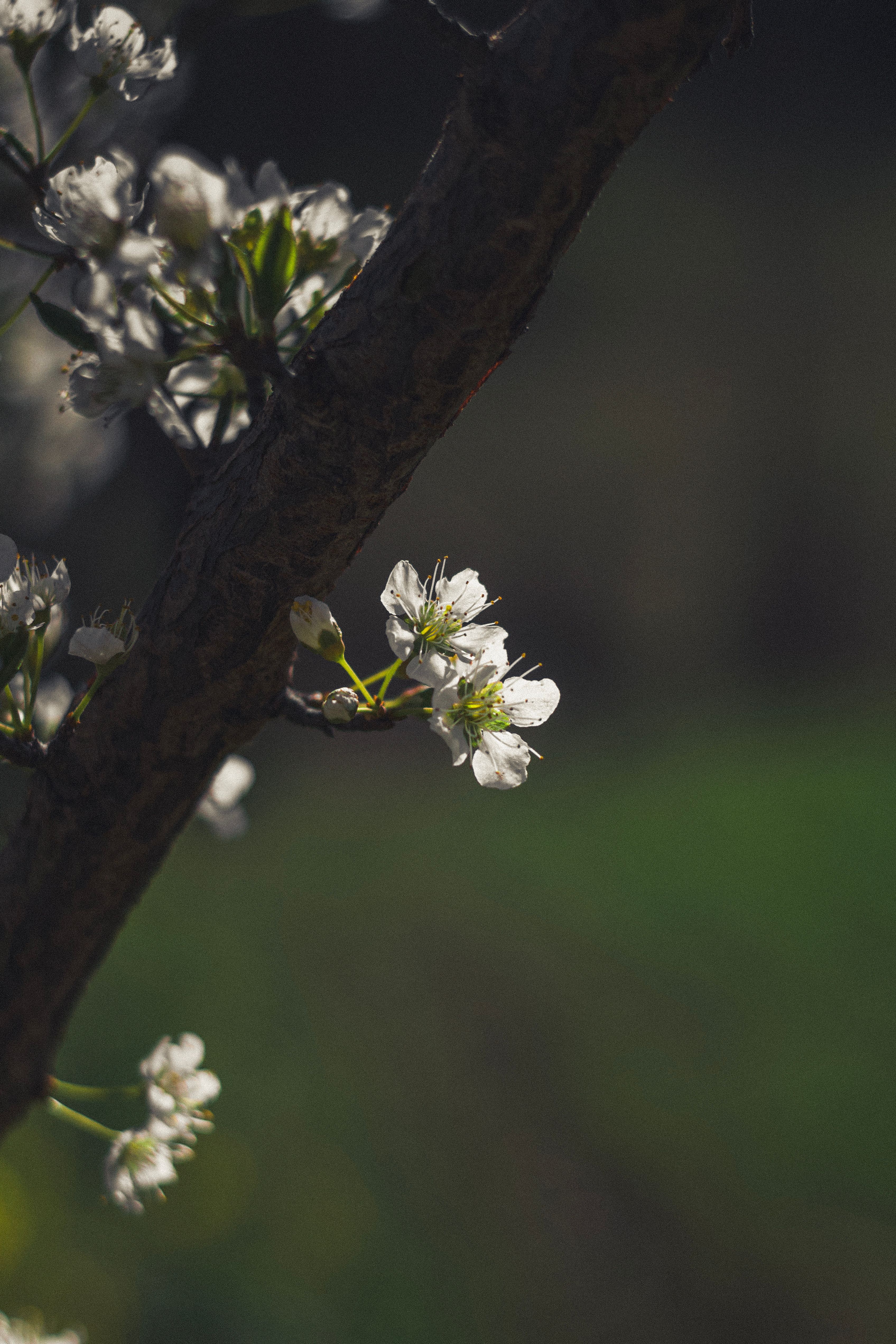 Elegant Spring Blossoms on a Tree Branch · Free Stock Photo