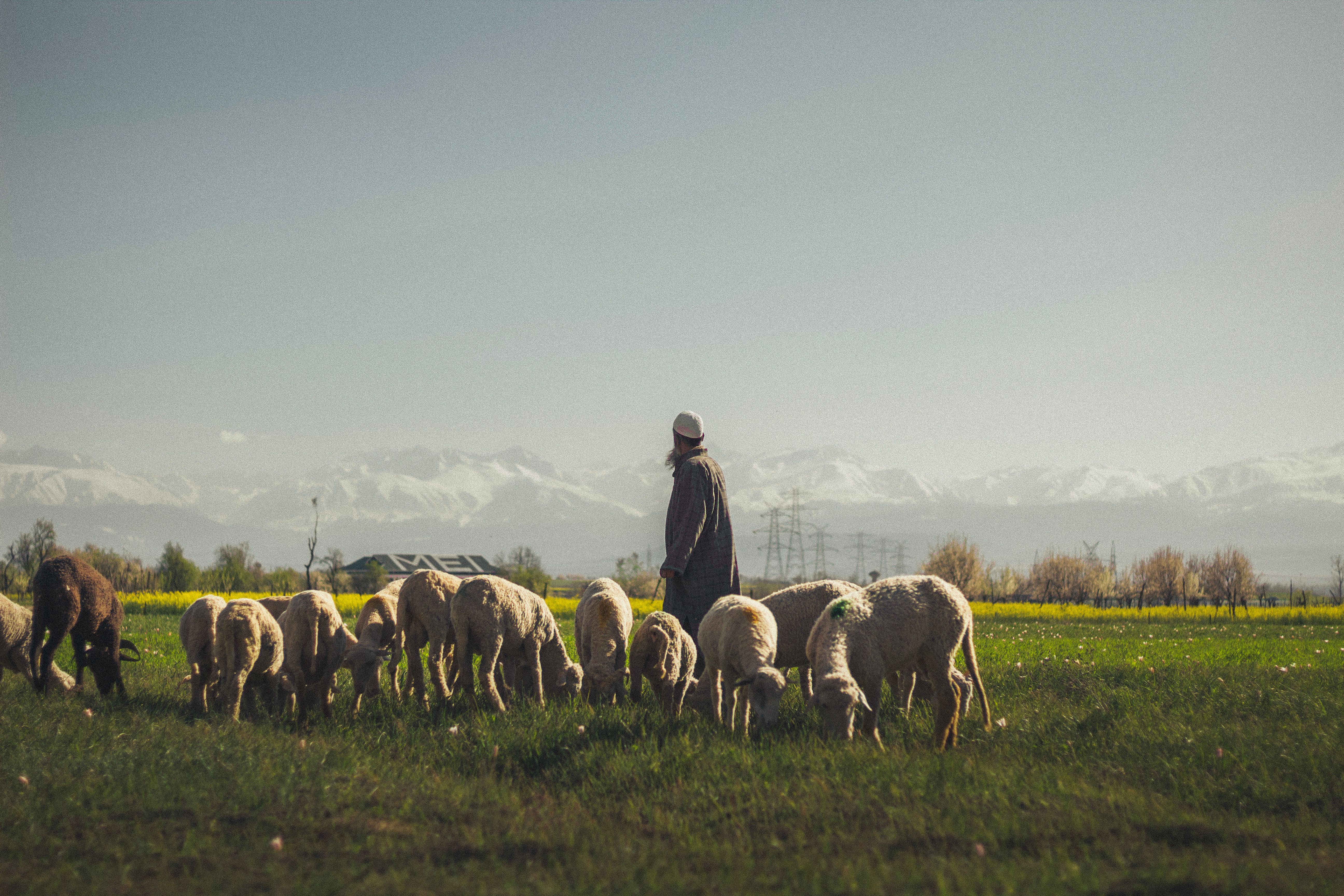 Shepherd Tending Sheep in Scenic Mountain Landscape · Free Stock Photo