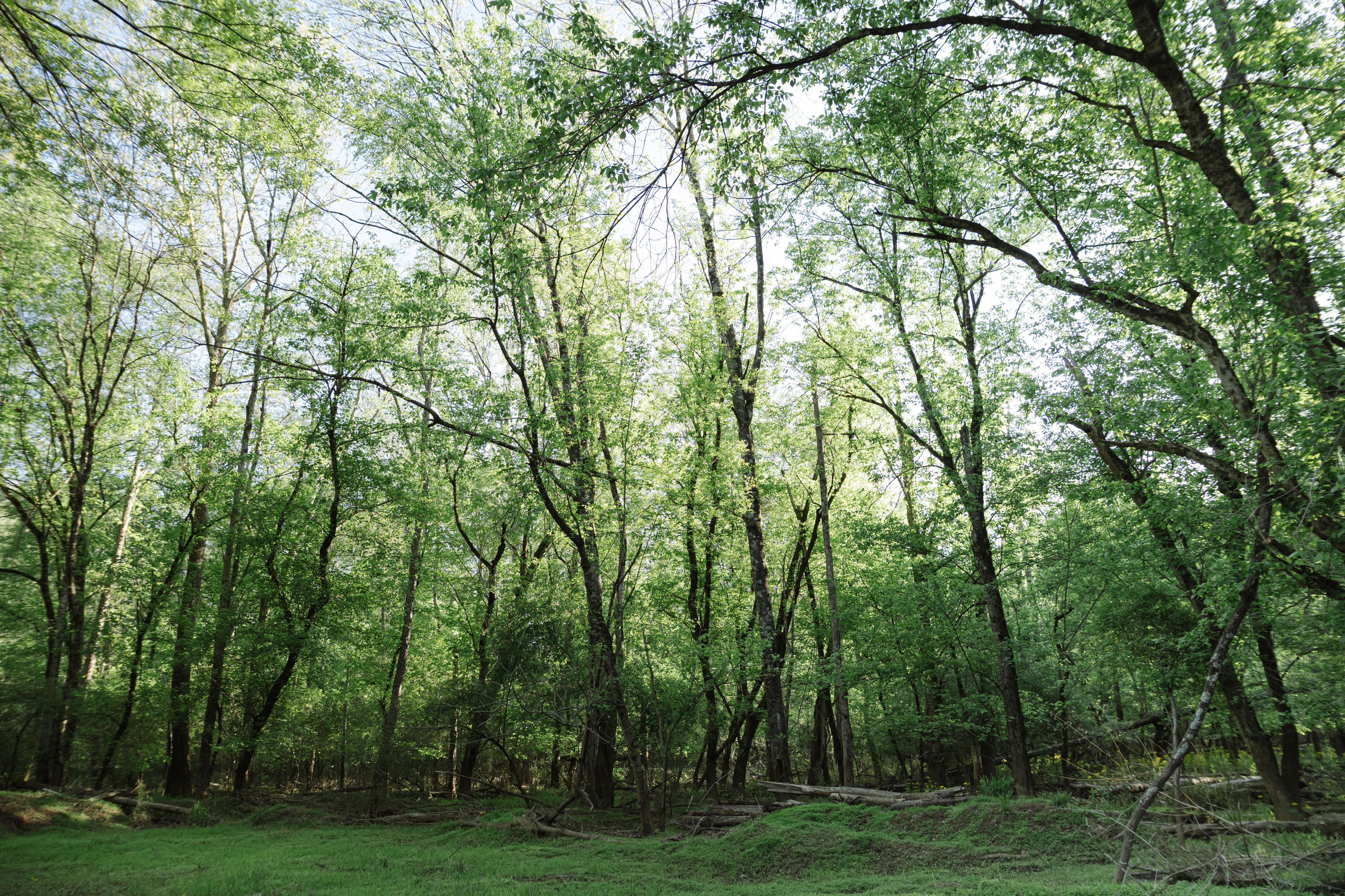 Sunlit Forest Landscape in Atlanta, Georgia · Free Stock Photo