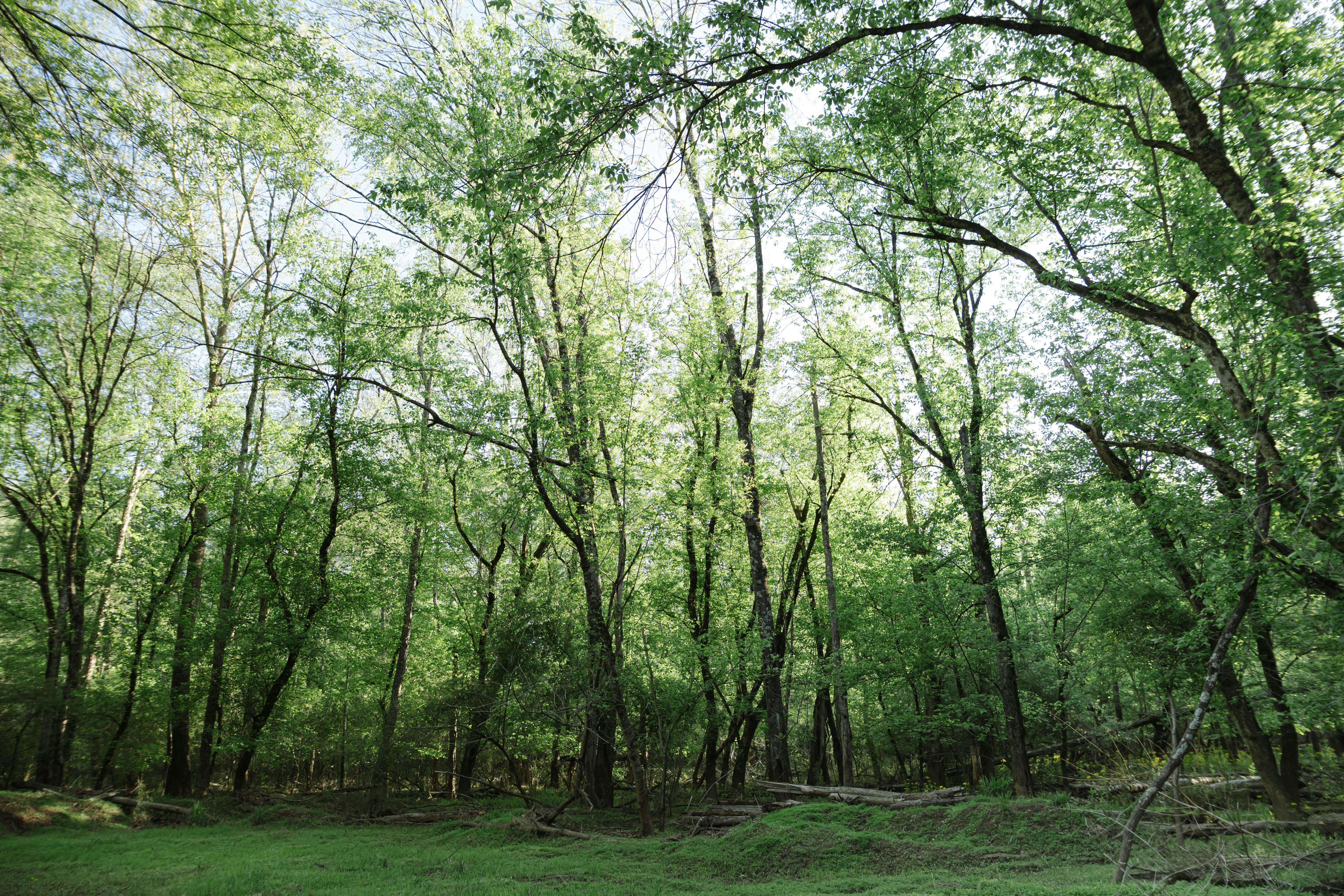 Sunlit Forest Landscape in Atlanta, Georgia · Free Stock Photo
