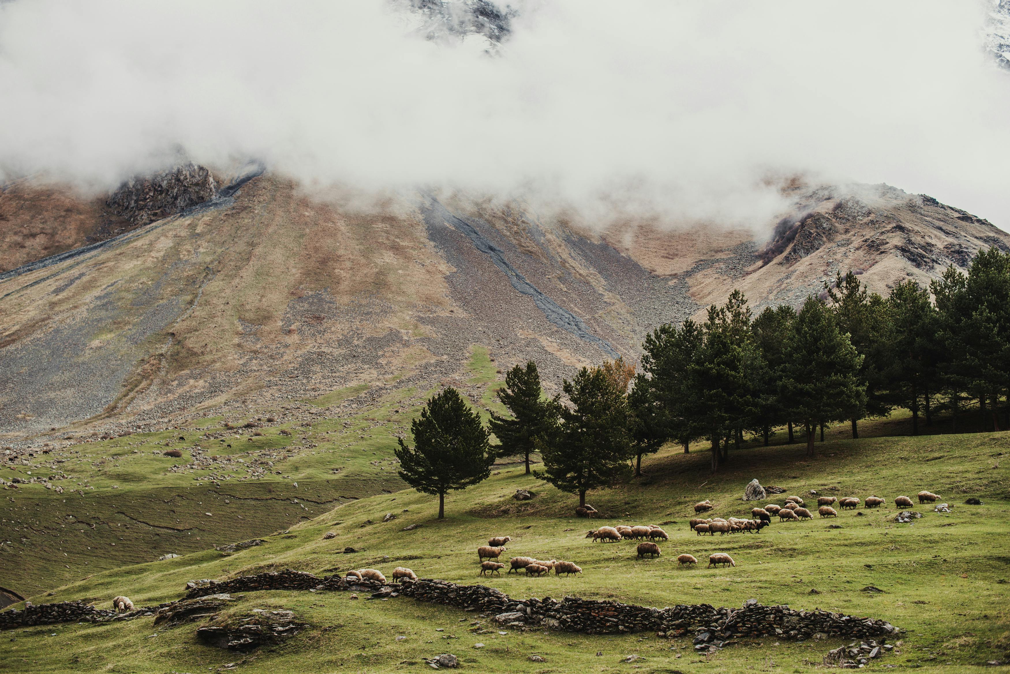 Found Sheep Photos, Download The BEST Free Found Sheep Stock Photos ...