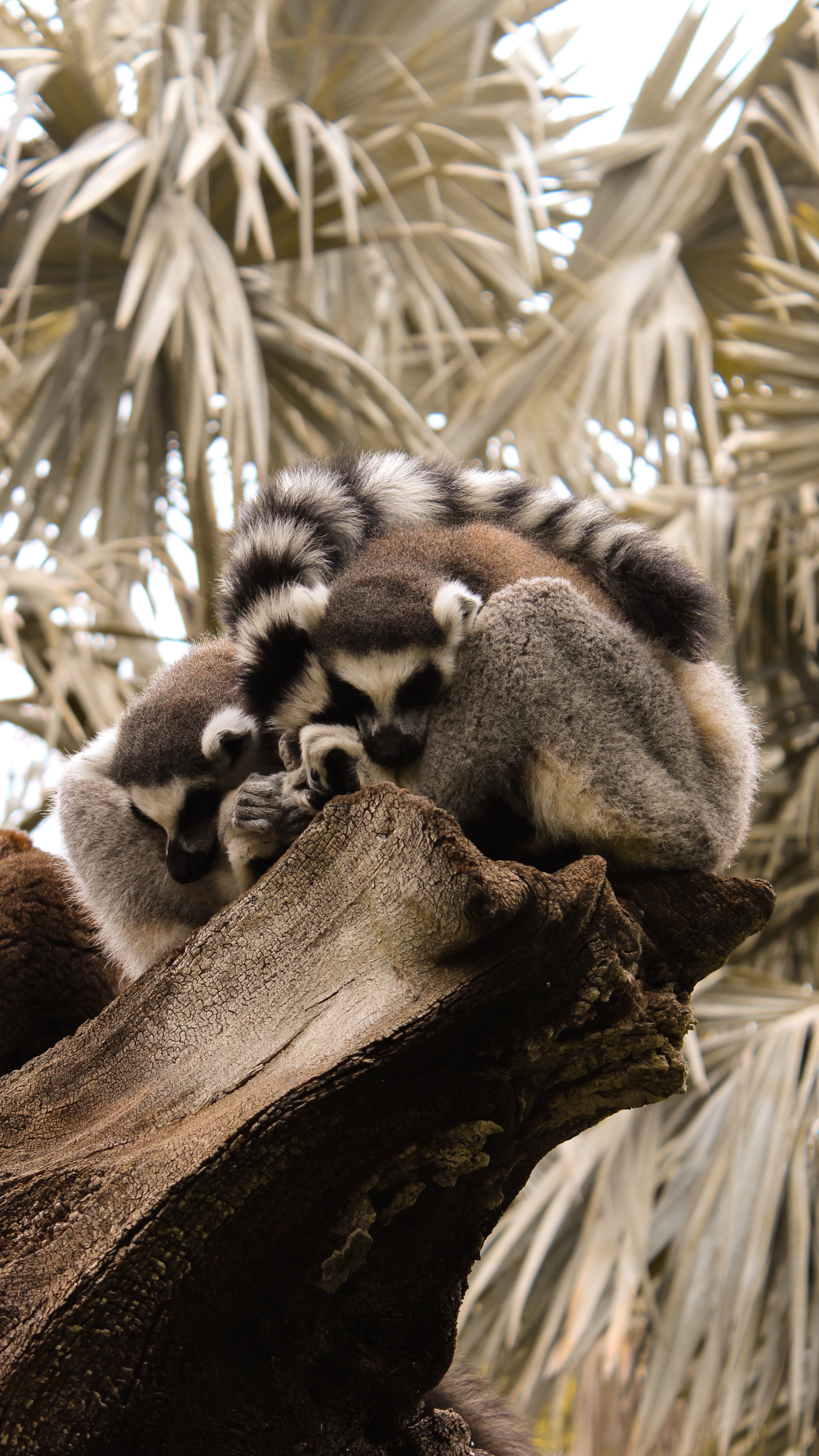 Ring-tailed Lemurs Resting on a Tree Branch · Free Stock Photo