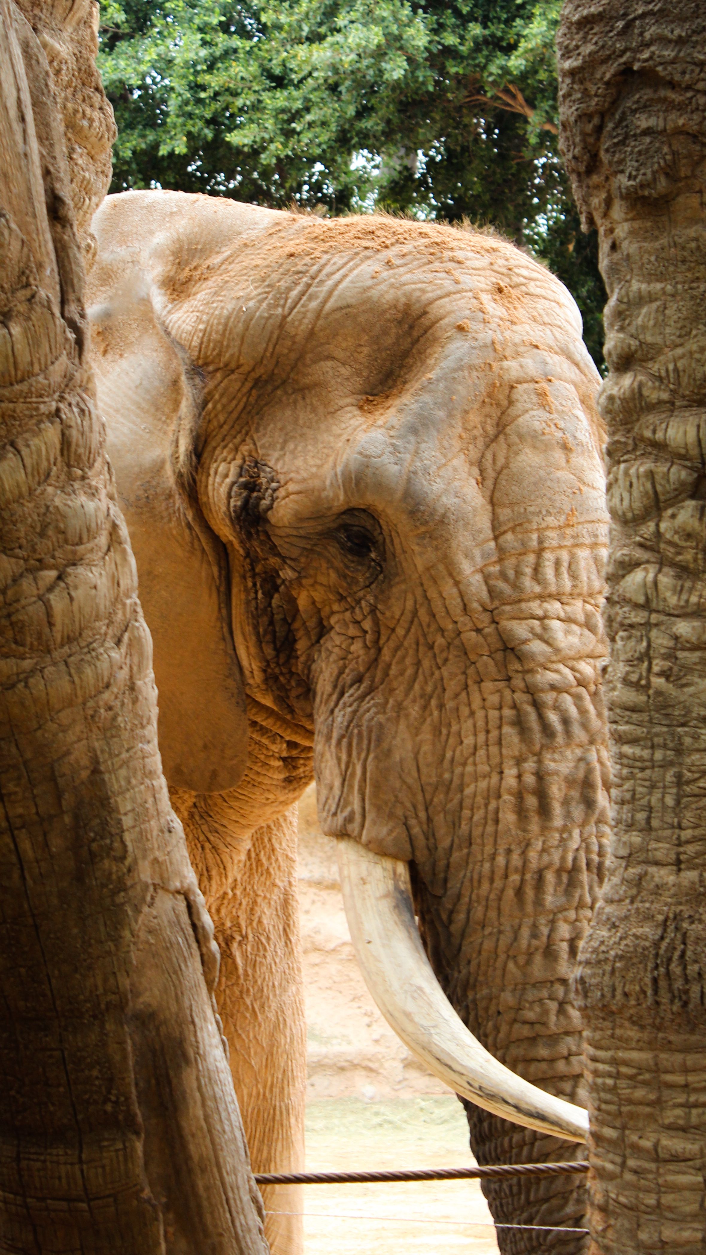 Close-Up of an African Elephant in València · Free Stock Photo