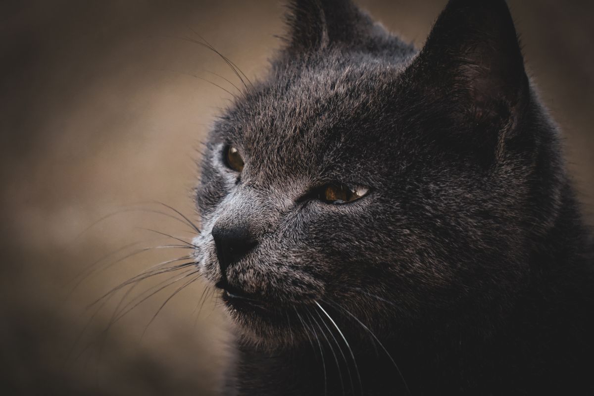 Grumpy Face Photos, Download The BEST Free Grumpy Face Stock Photos ...