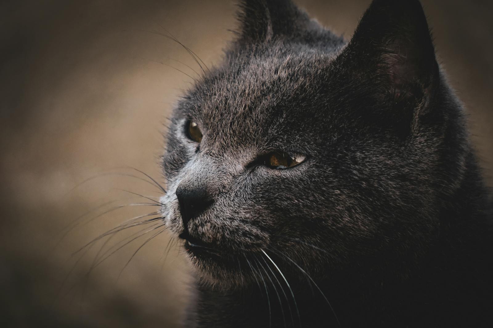 Grumpy Cat Photos, Download The BEST Free Grumpy Cat Stock Photos & HD ...