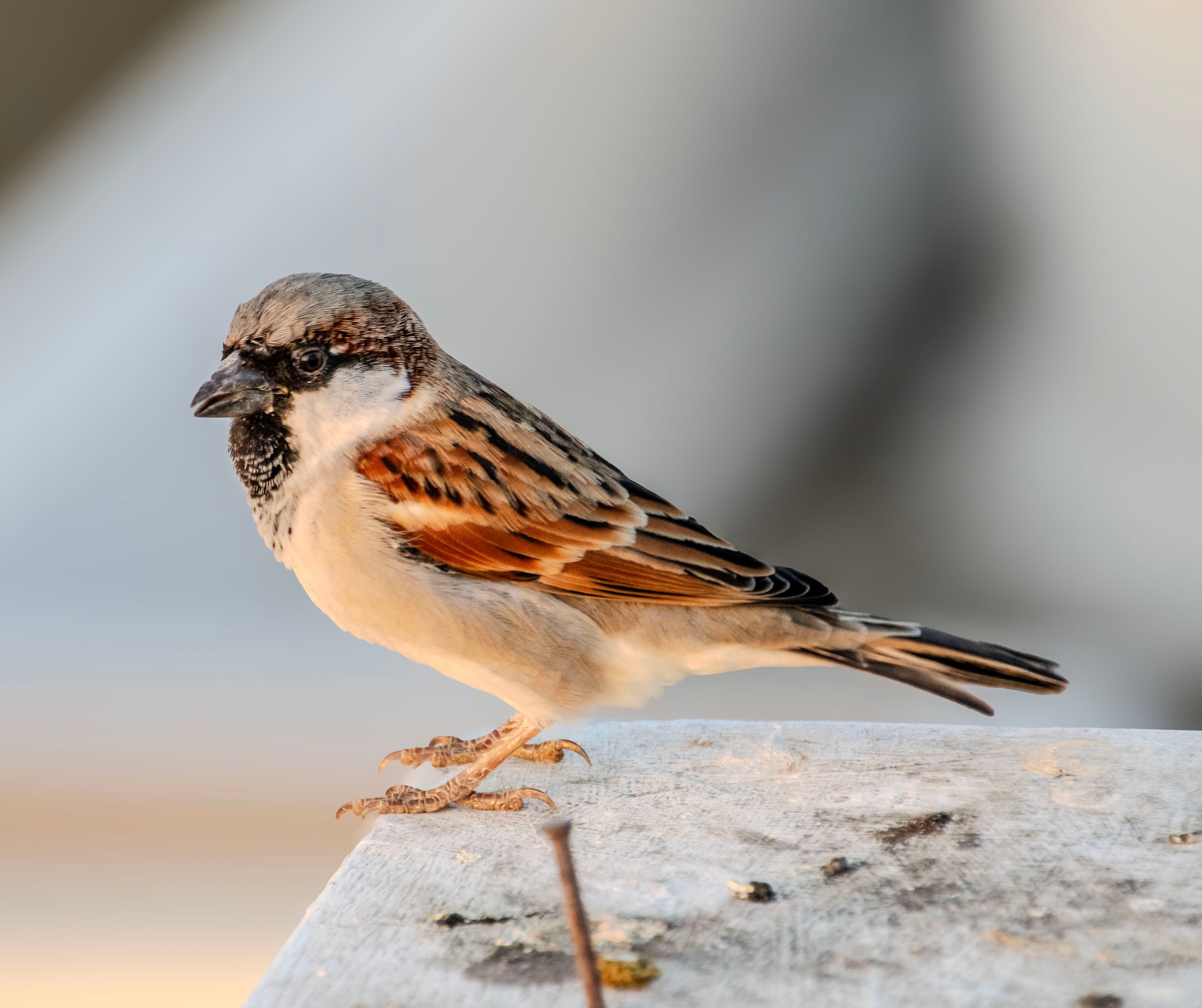 Close-up of a House Sparrow in Natural Setting · Free Stock Photo