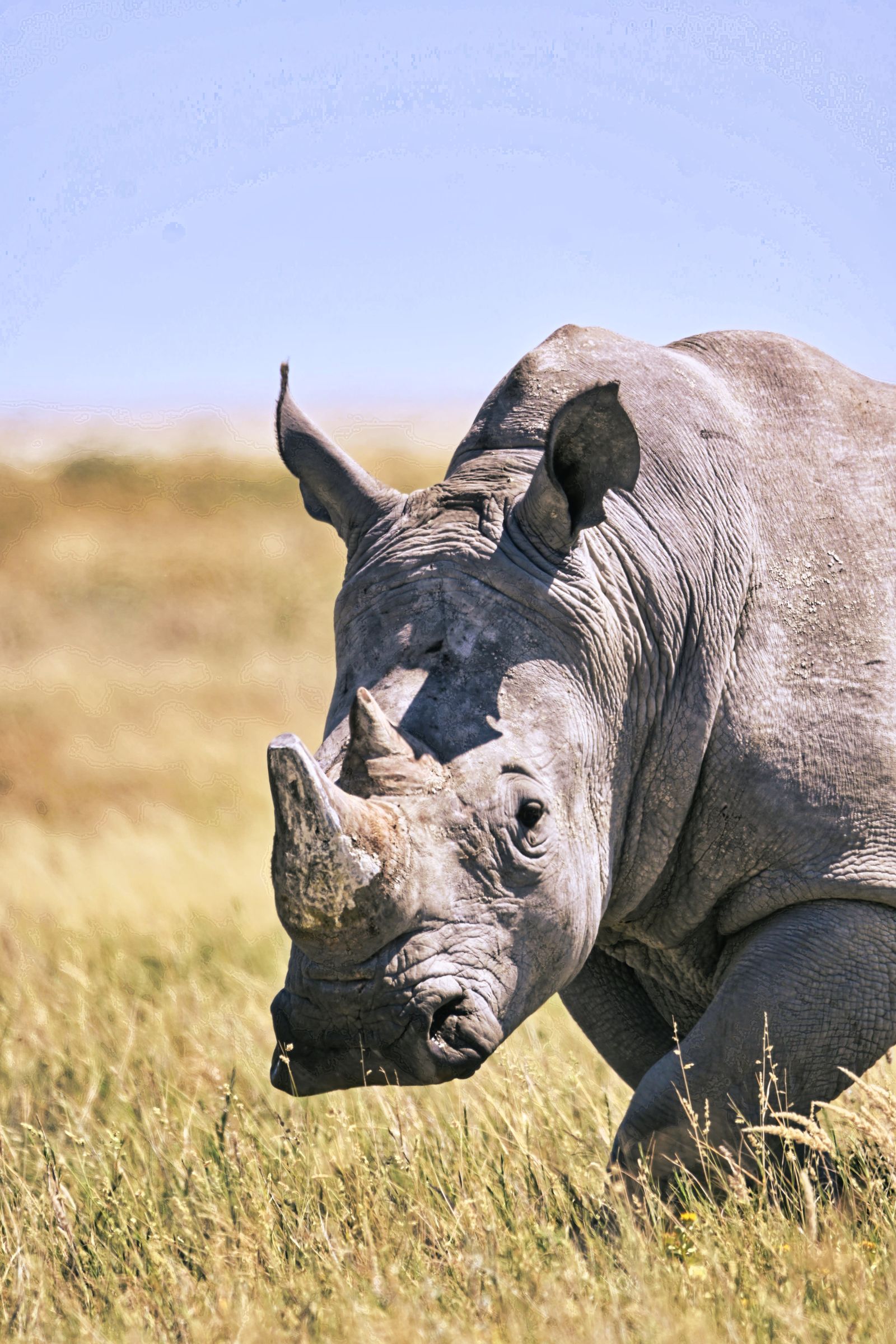 Rhinoceros Photos, Download The BEST Free Rhinoceros Stock Photos & HD ...