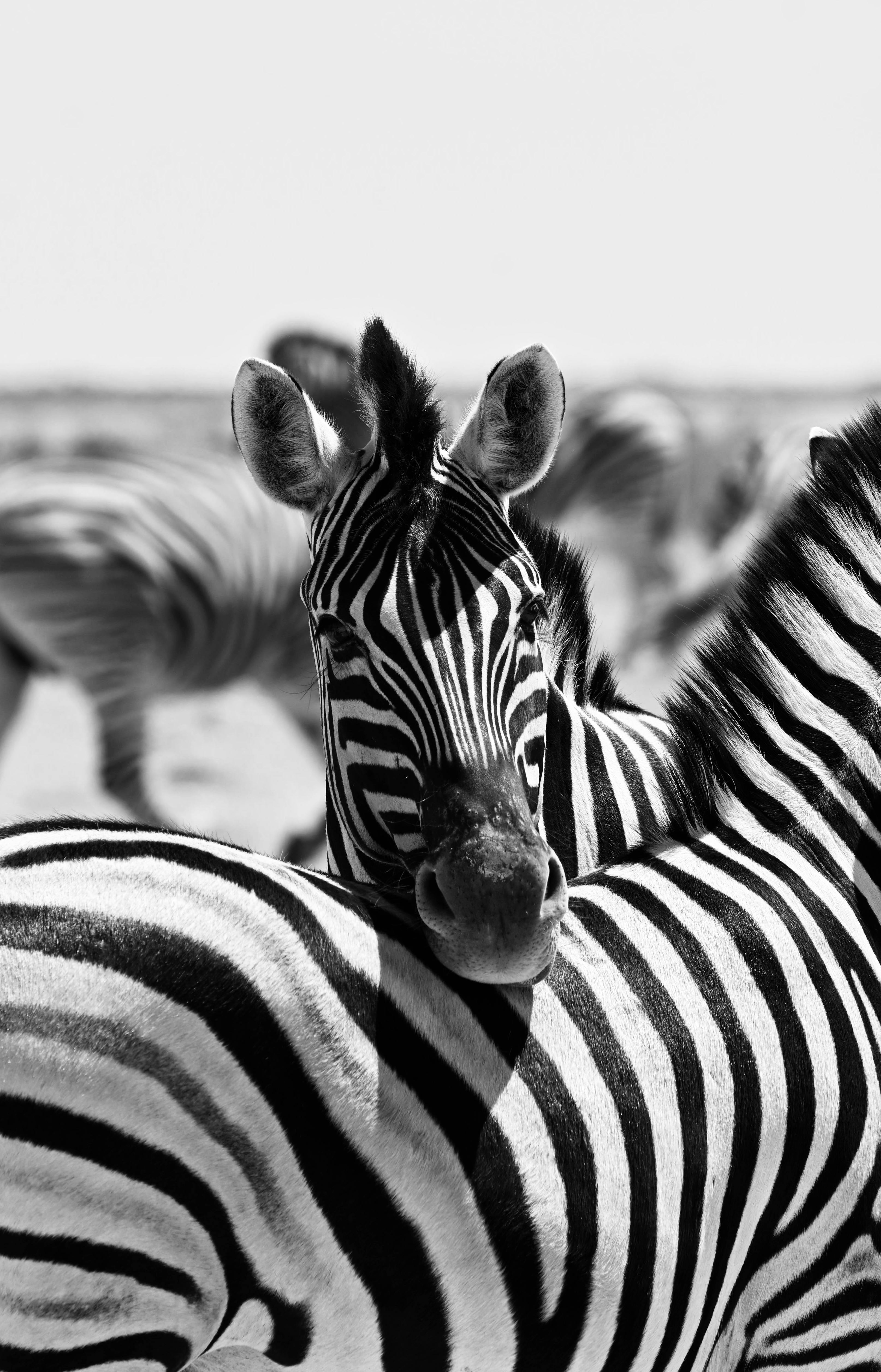Grayscale Wildlife Photos, Download The BEST Free Grayscale Wildlife ...