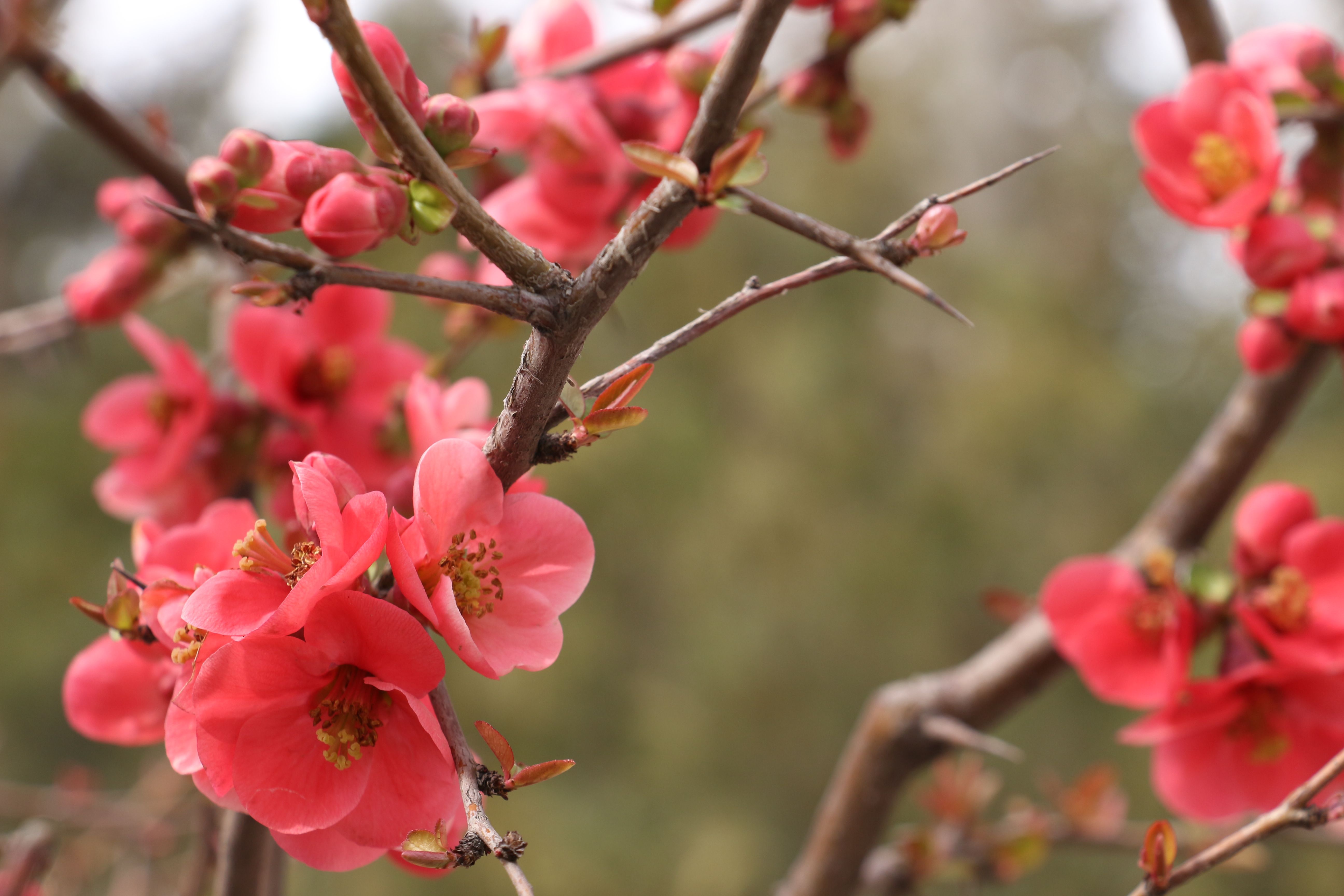 Vibrant Pink Spring Blossoms on Thorny Twigs · Free Stock Photo