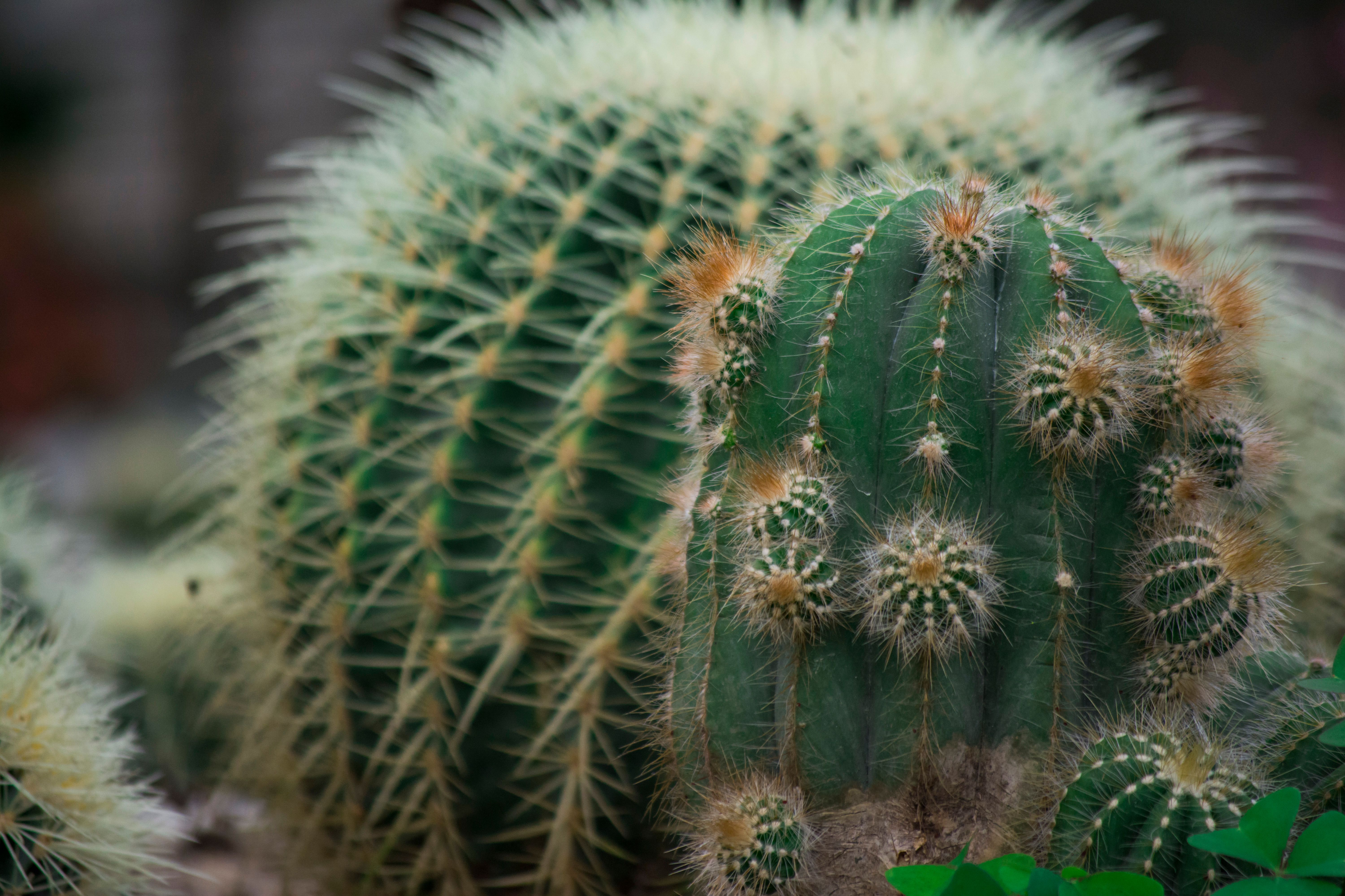Close-up of Round Cacti with Spines · Free Stock Photo