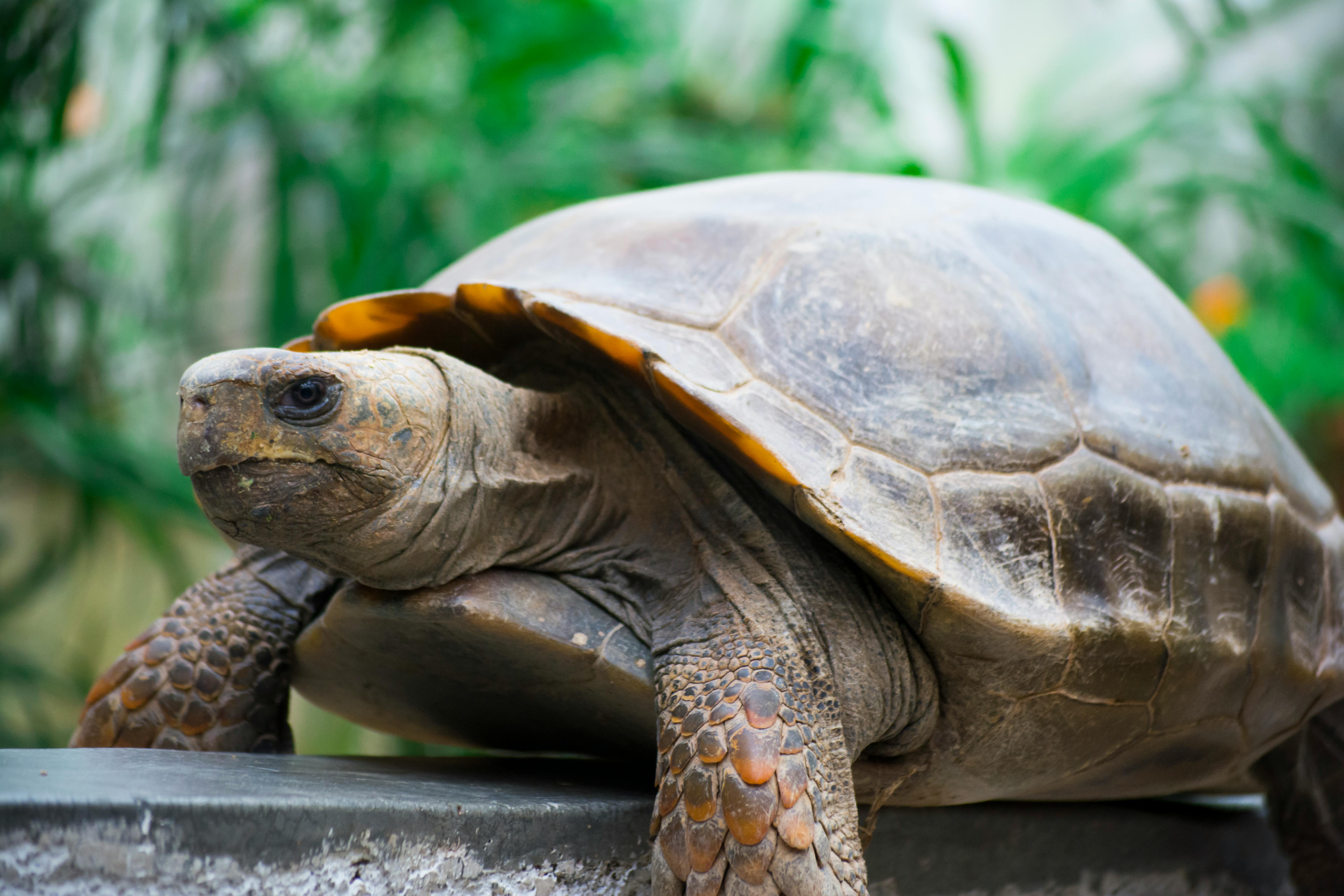 Tortoise Animated Photos, Download The BEST Free Tortoise Animated ...