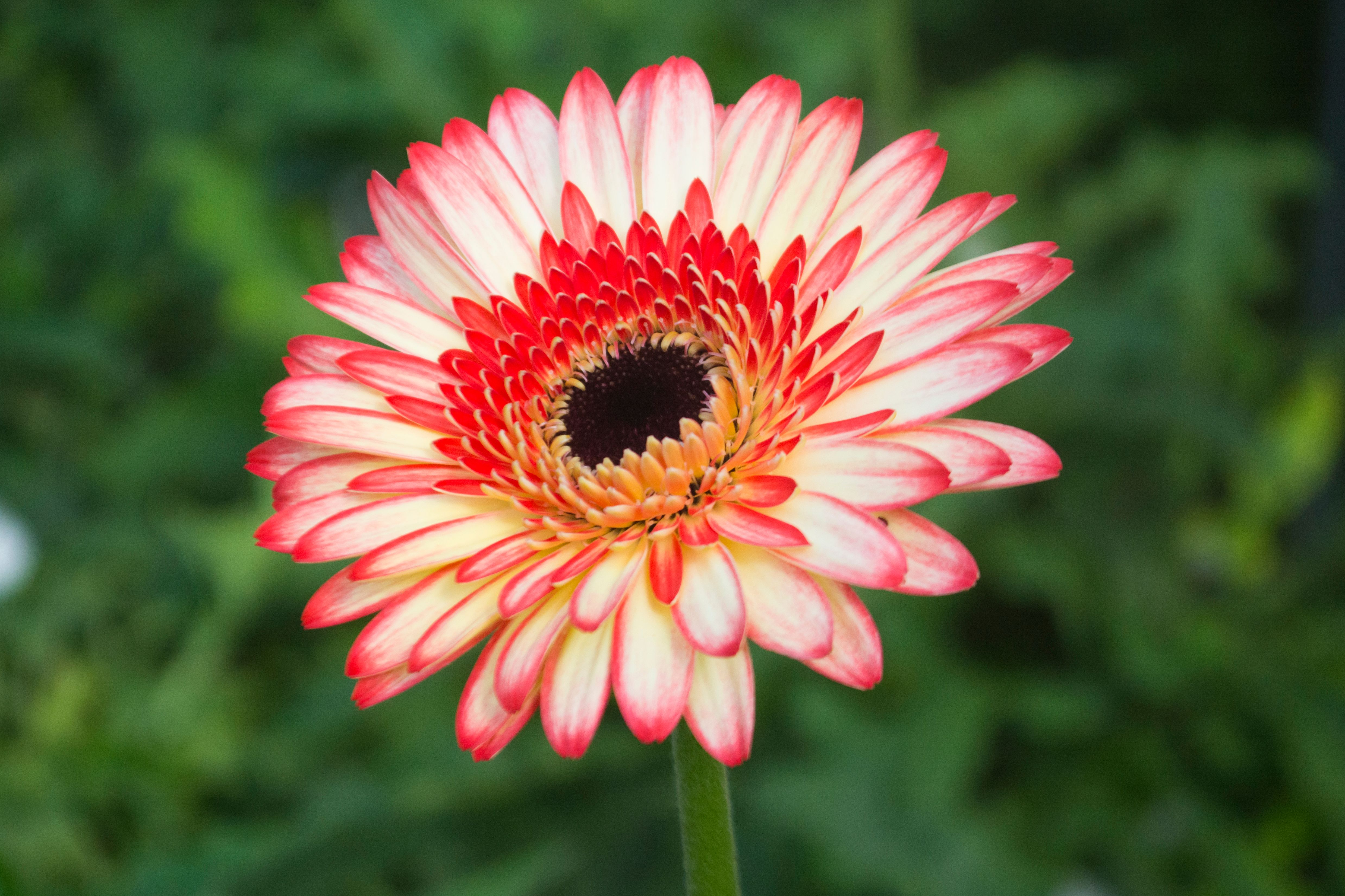 Vibrant Gerbera Daisy Bloom in Spring Garden · Free Stock Photo