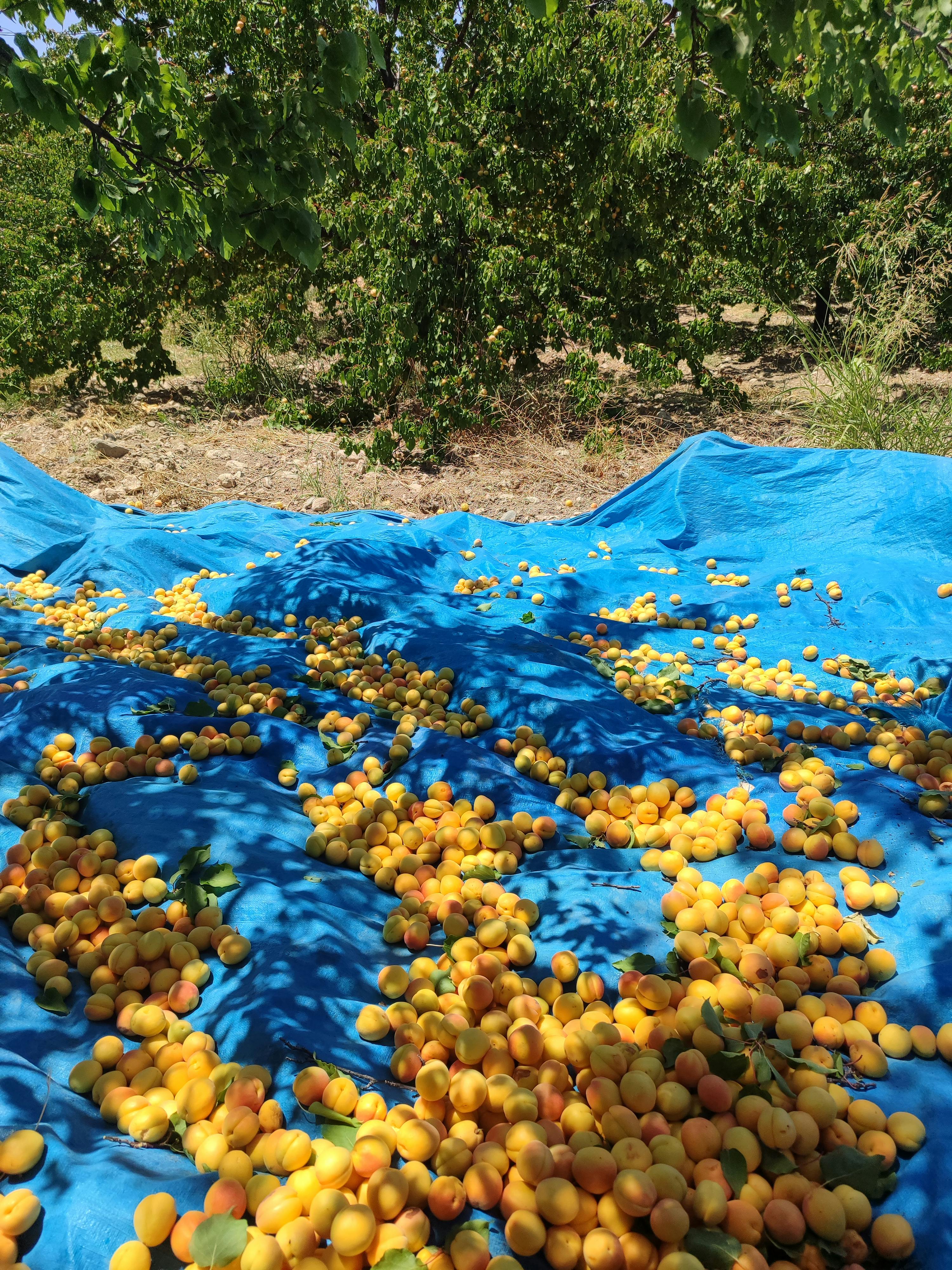 Harvesting Fruits Photos, Download The BEST Free Harvesting Fruits ...