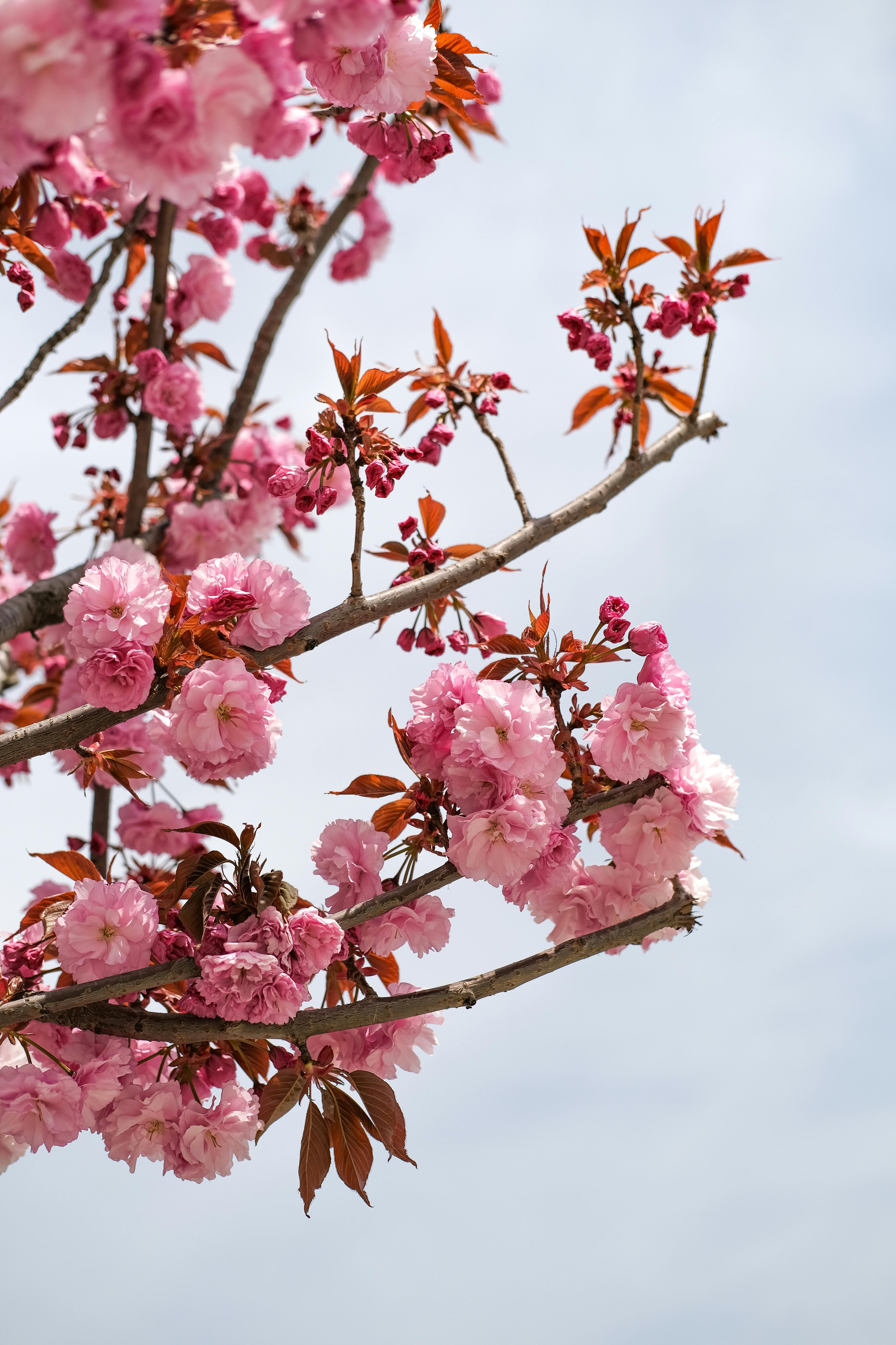 Freeok Kanzan Photos, Download The BEST Free Freeok Kanzan Stock Photos ...