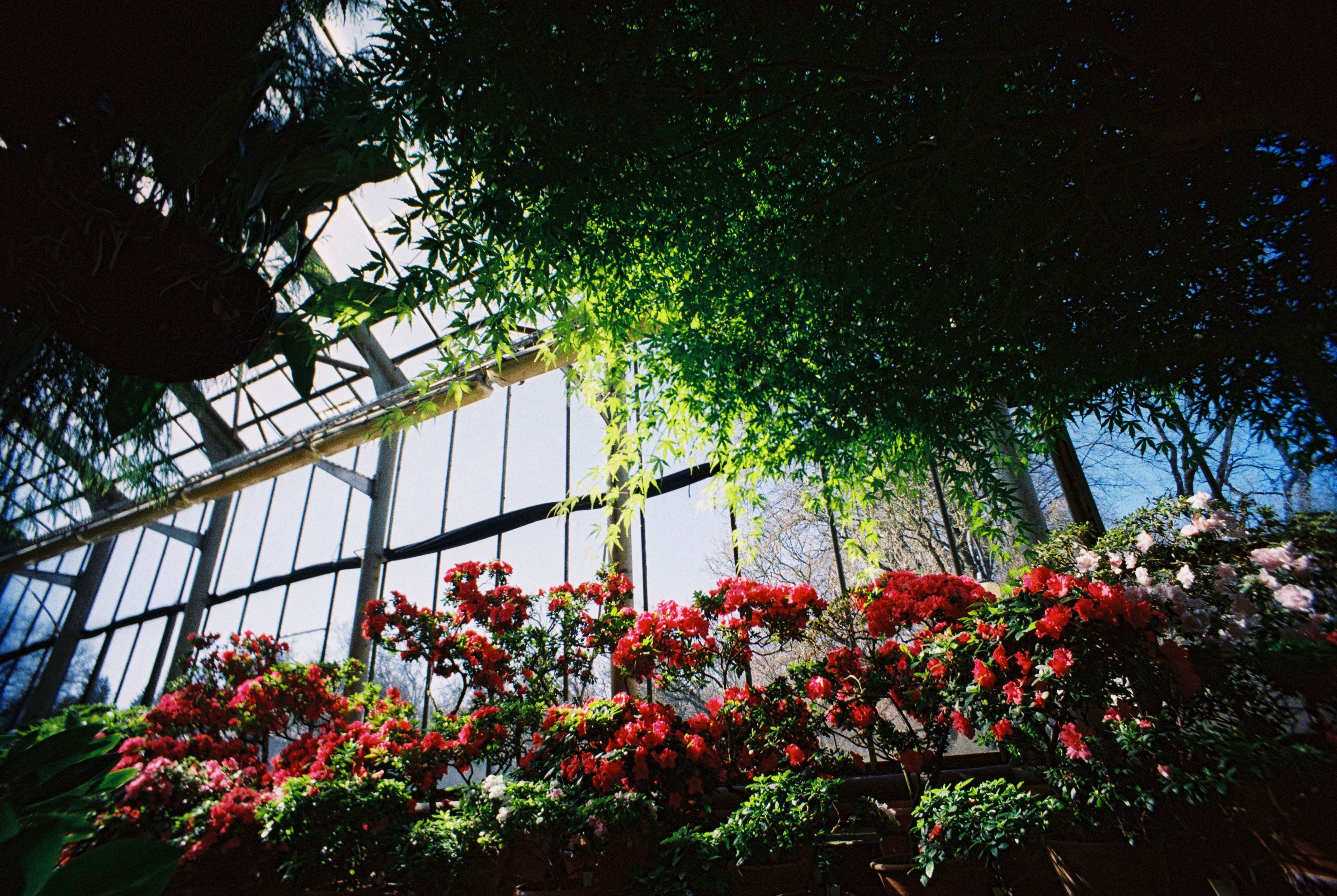 Lush Indoor Botanical Garden with Blooming Flowers · Free Stock Photo