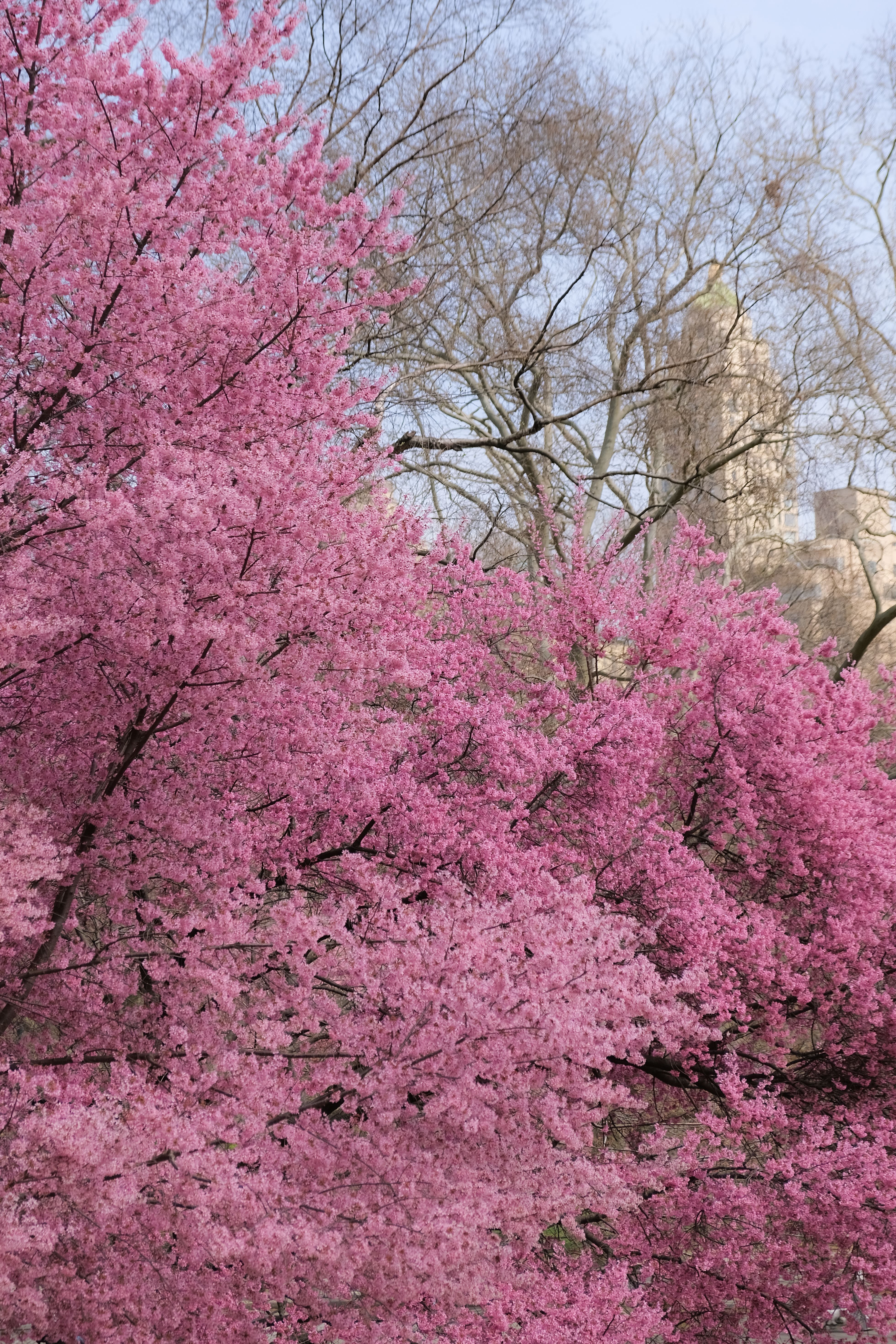 Men Wearing Jacket Sitting Under a Cherry Blossom Tree · Free Stock Photo