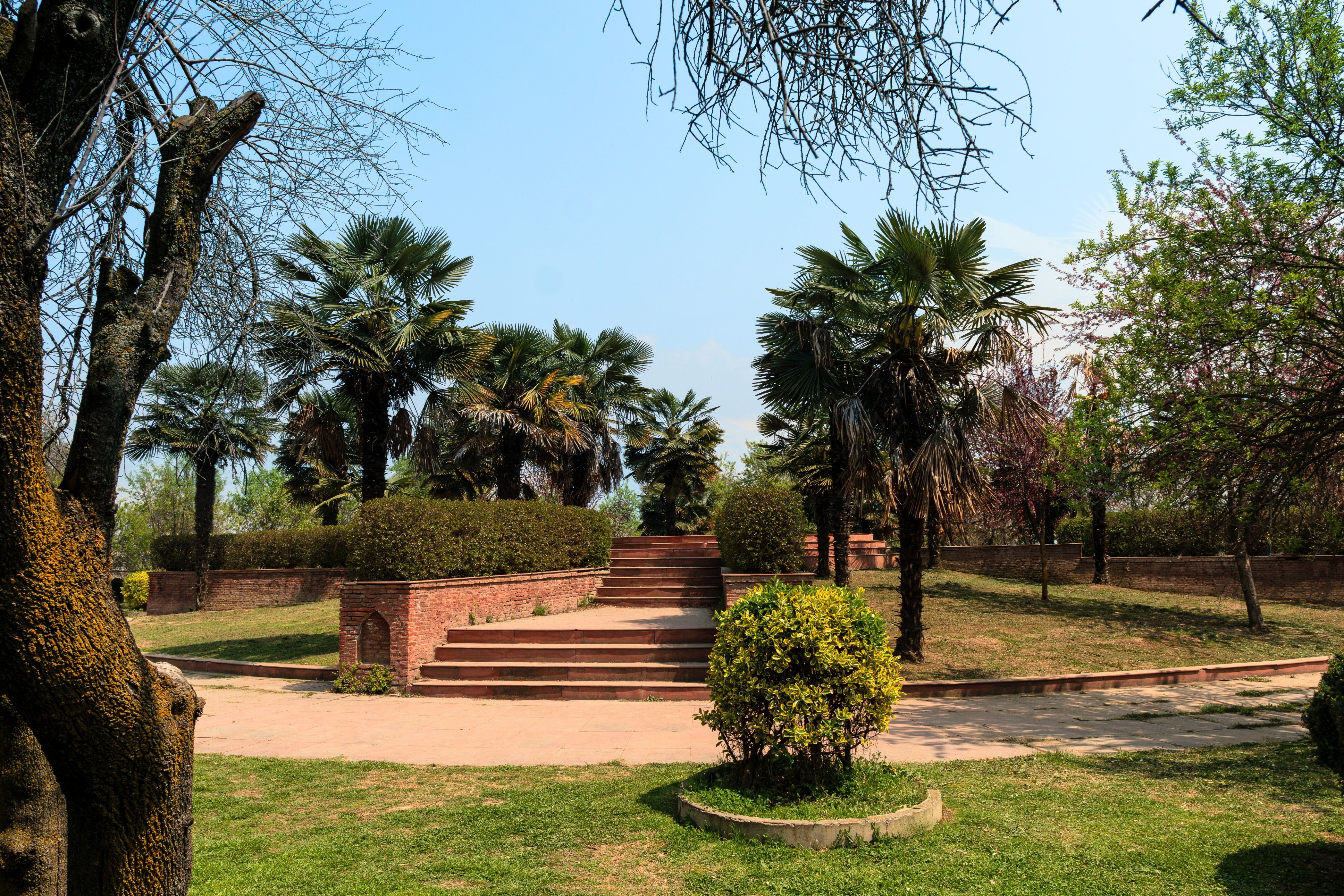 Sunny Park Pathway with Palm Trees in Spring · Free Stock Photo