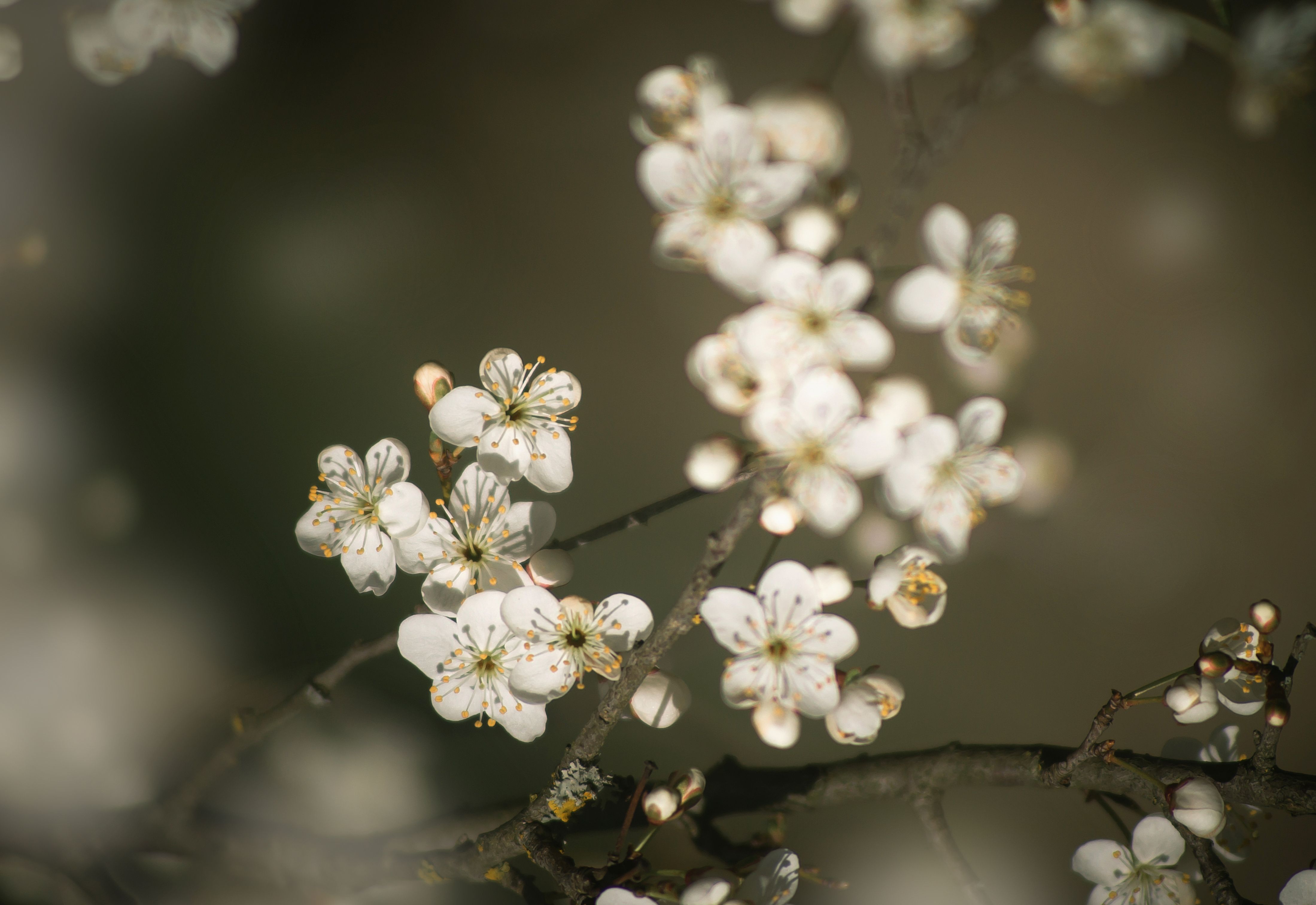 Hallmark Channel Virtual Backgrounds Photos, Download The BEST Free ...