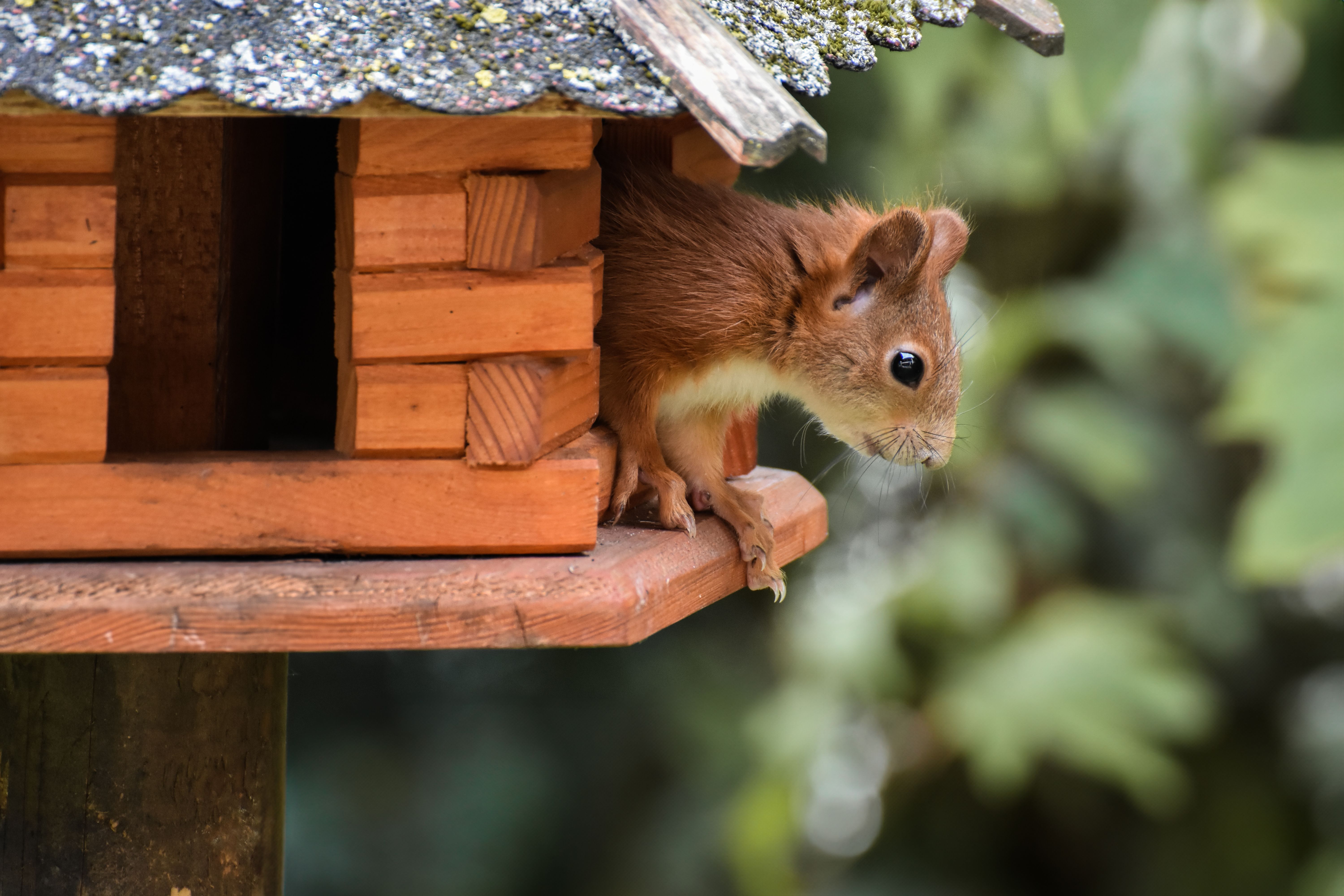 Adorable Squirrel Perching on Wooden Birdhouse · Free Stock Photo