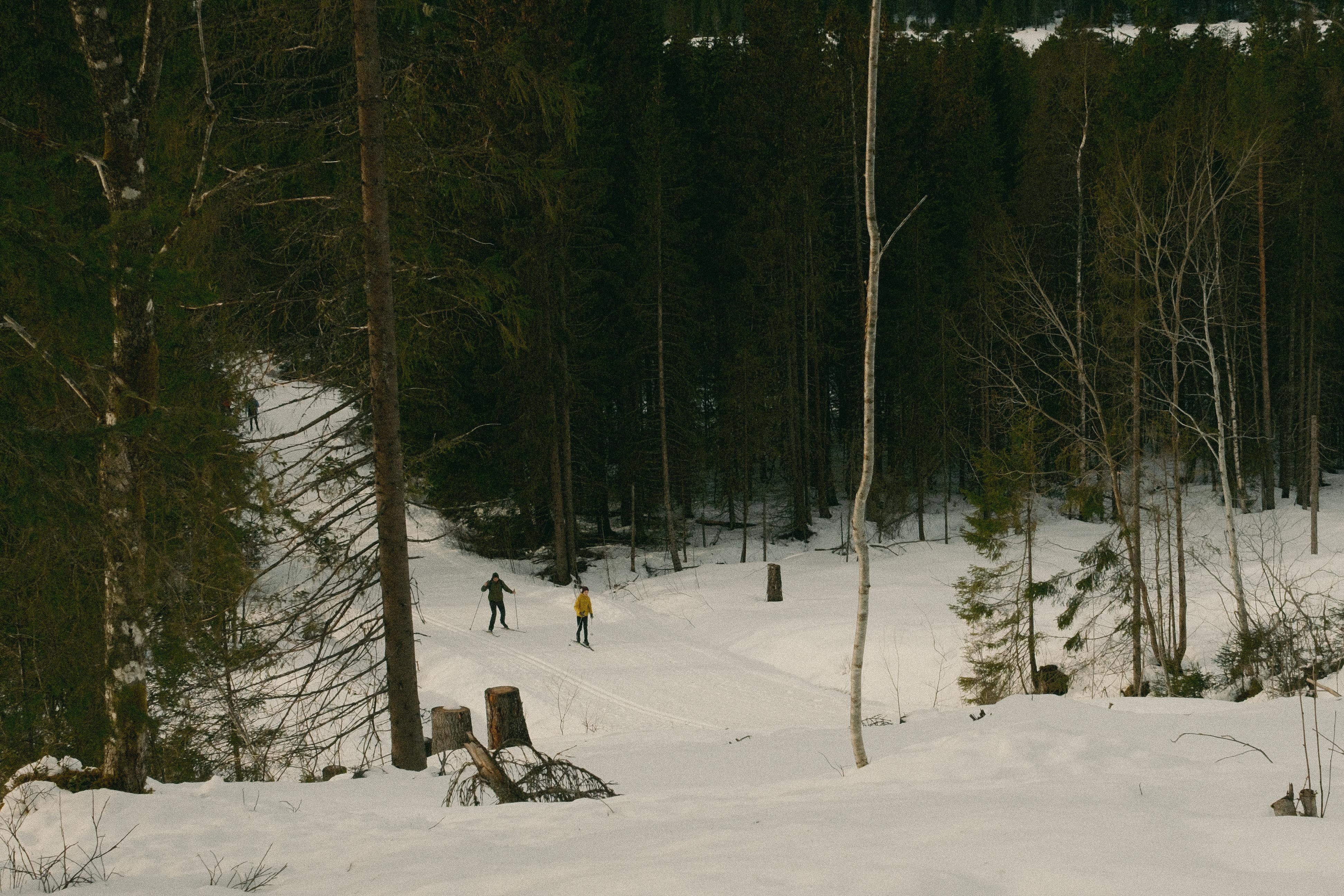 Cold And Snowy Photos, Download The BEST Free Cold And Snowy Stock ...