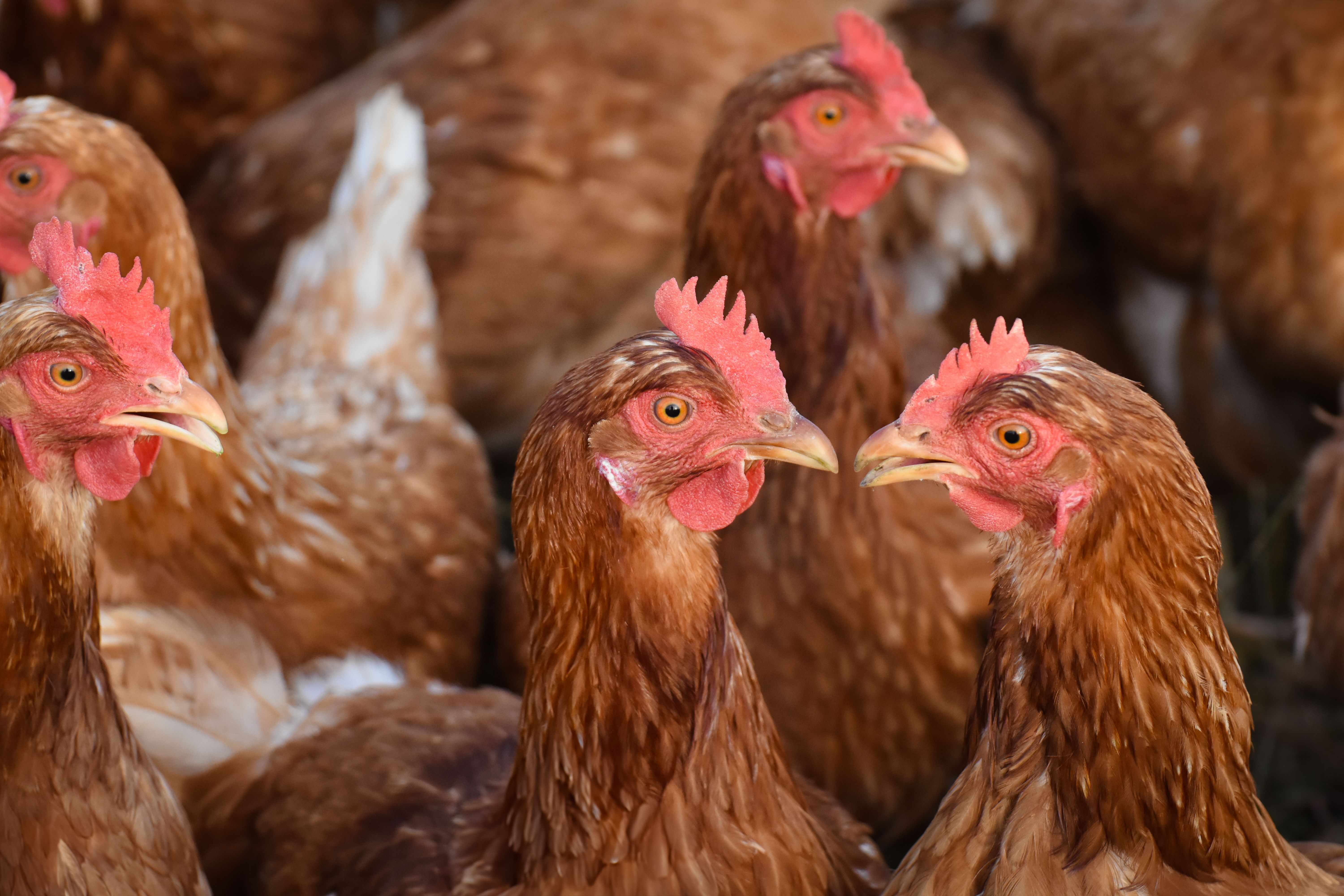 Closeup of Free-Range Chickens in a Coop · Free Stock Photo