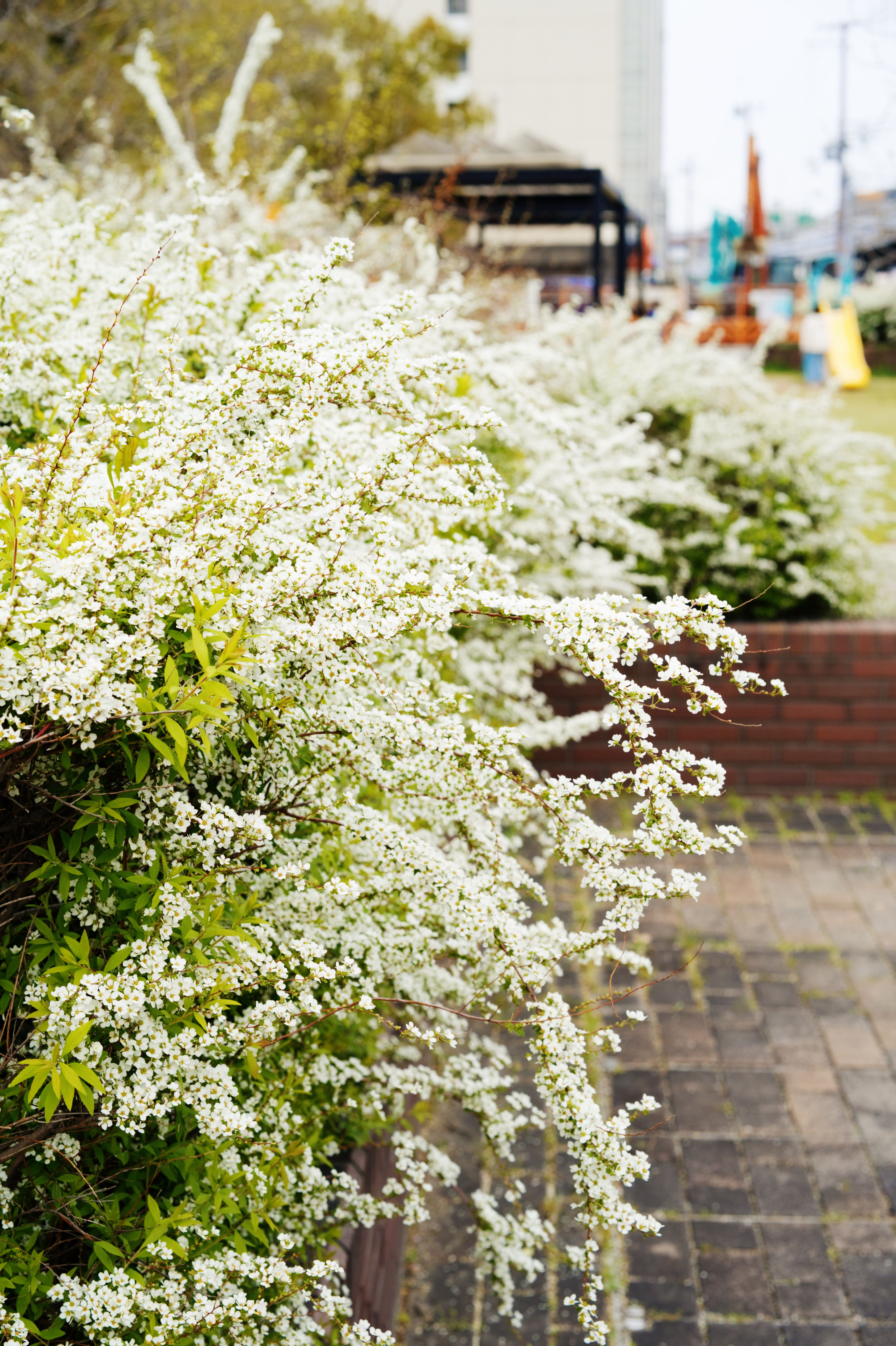 Blooming White Flowers in Urban Park Setting · Free Stock Photo