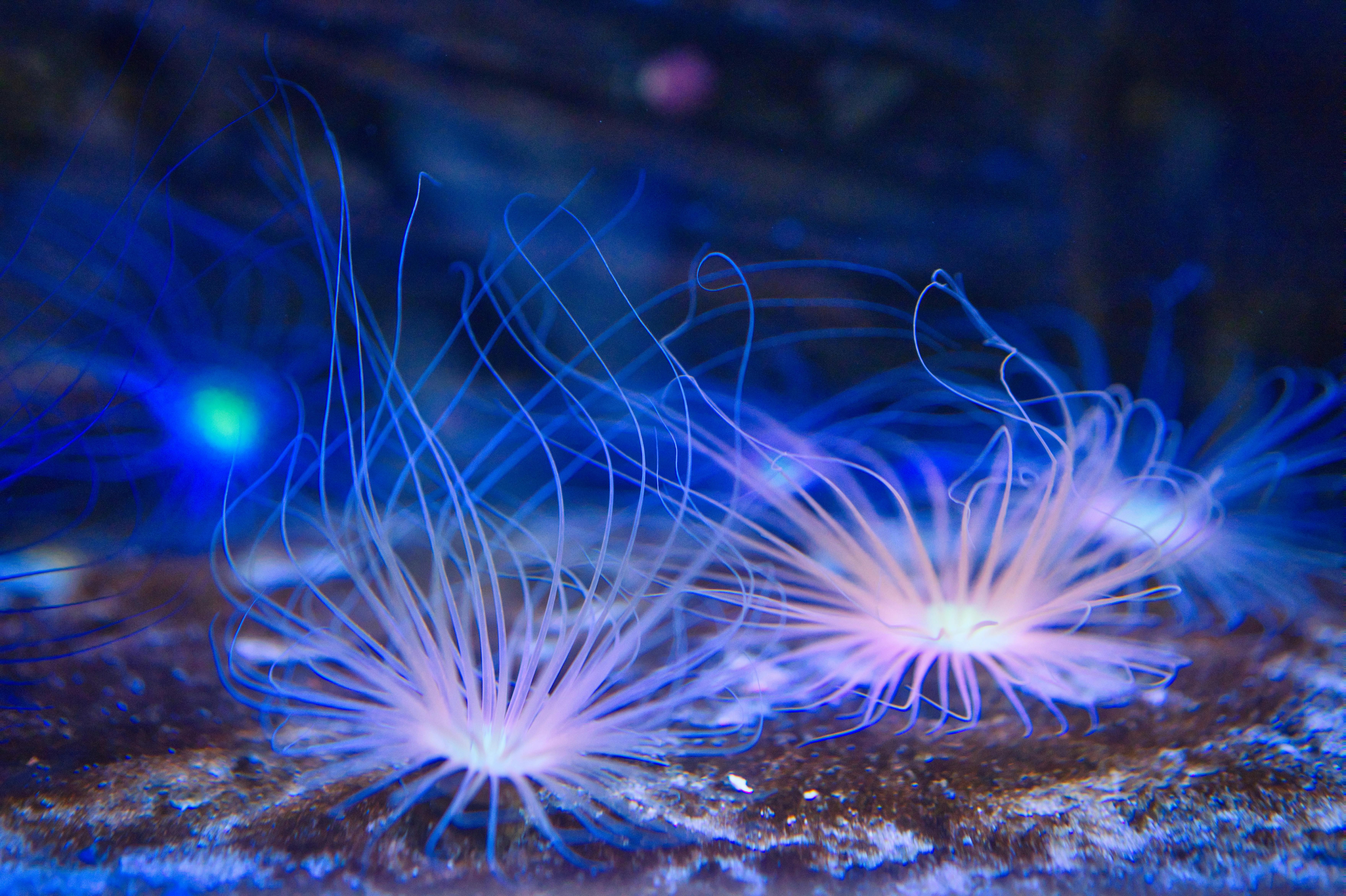 Cacing Tabung Yang Bersemangat Di Akuarium Bawah Air · Foto Stok Gratis