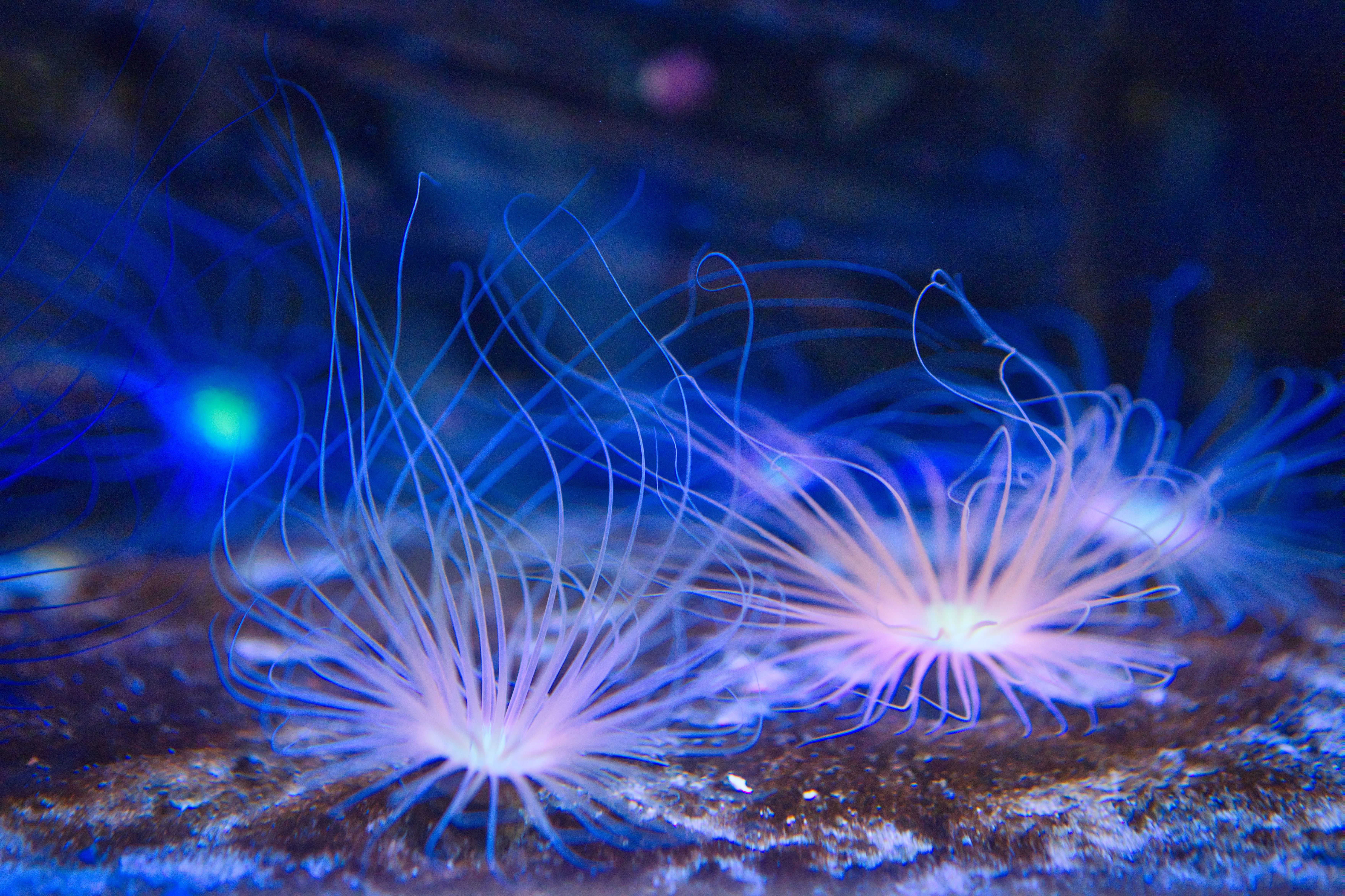 Vibrant Tube Worms in Underwater Aquarium · Free Stock Photo