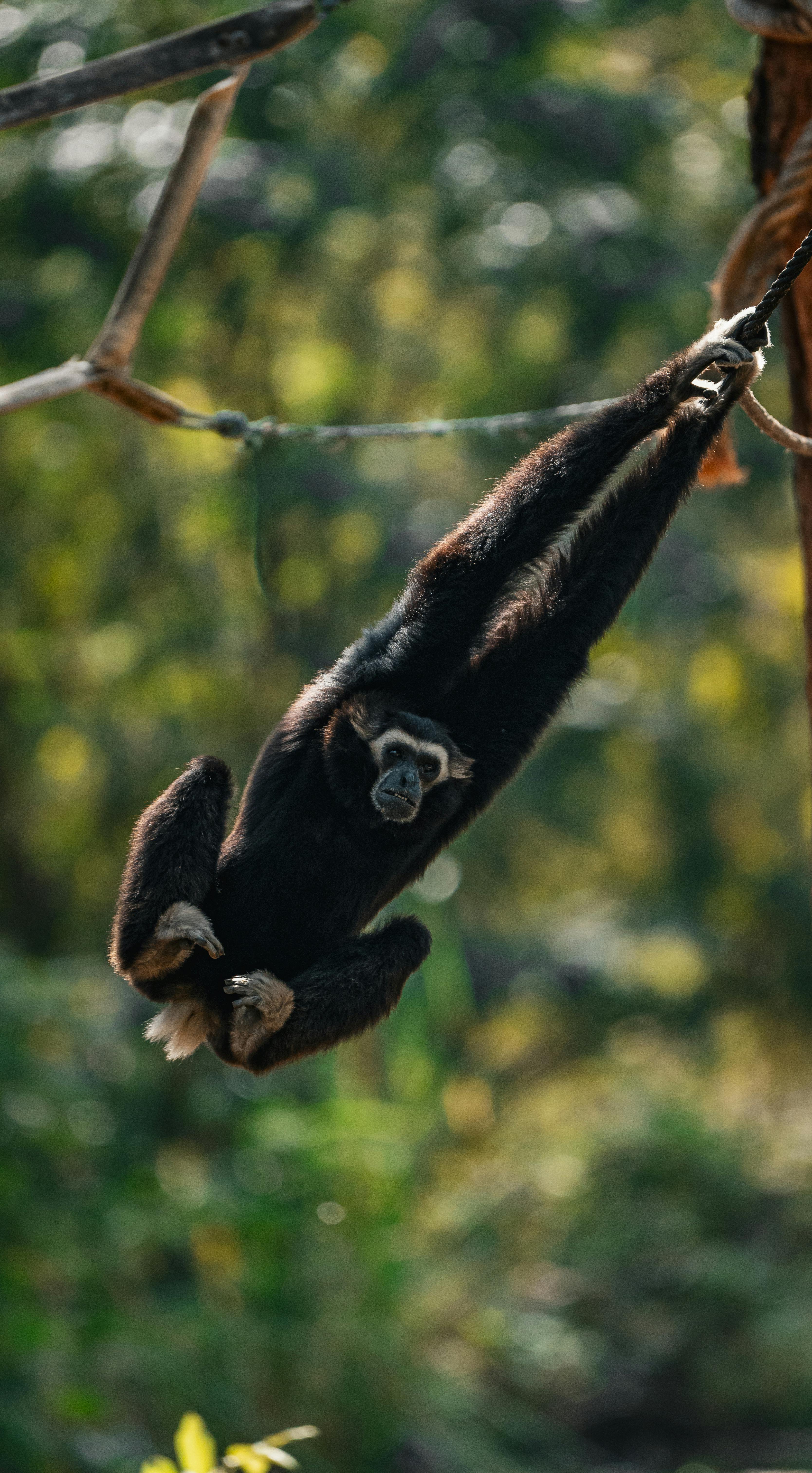Monkeys Swinging Photos, Download The BEST Free Monkeys Swinging Stock Photos & HD Images