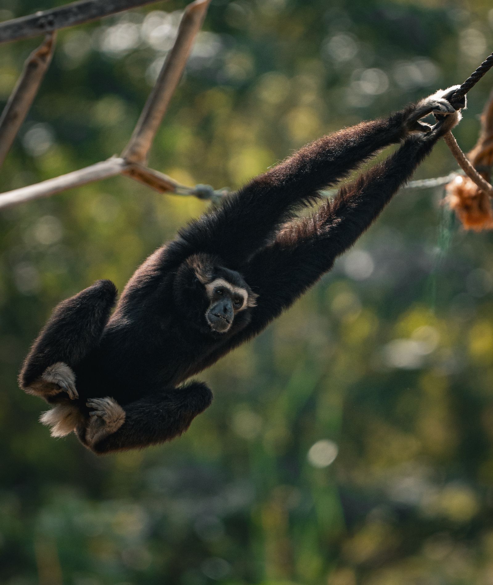 Free Monkeys Spinning Photos, Download The BEST Free Free Monkeys ...